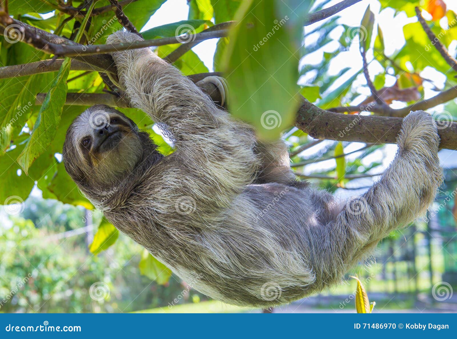 Sloth in Costa Rica stock photo. Image of rica, rain - 71486970