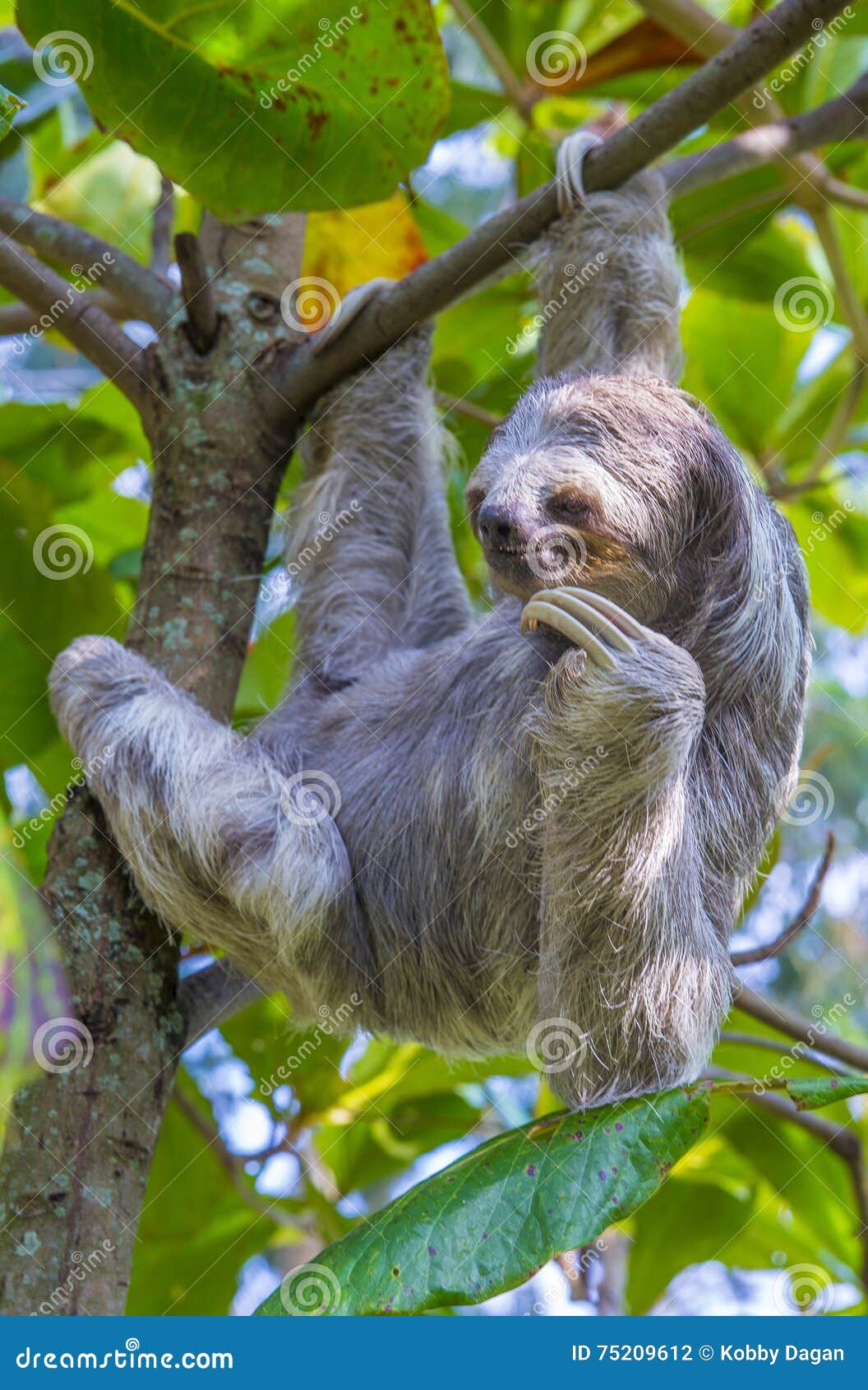 Sloth in Costa Rica stock photo. Image of tropics, forest - 75209612