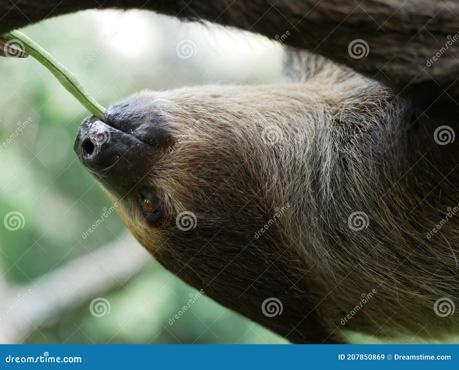 Sloth Eats Healthy Upside Down Stock Image - Image of young, upside ...