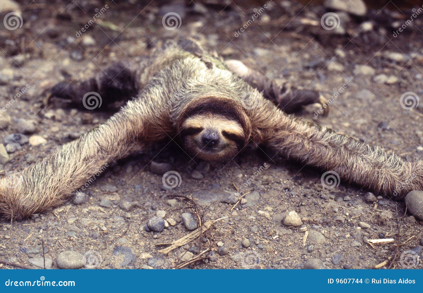 Sloth Folivora or Pereza stock photo. Image of america - 9607744