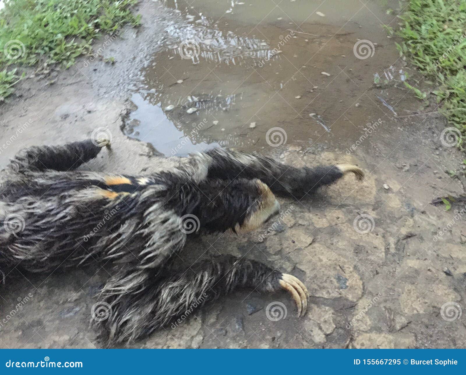 Sloth on the ground stock image. Image of beautiful - 155667295