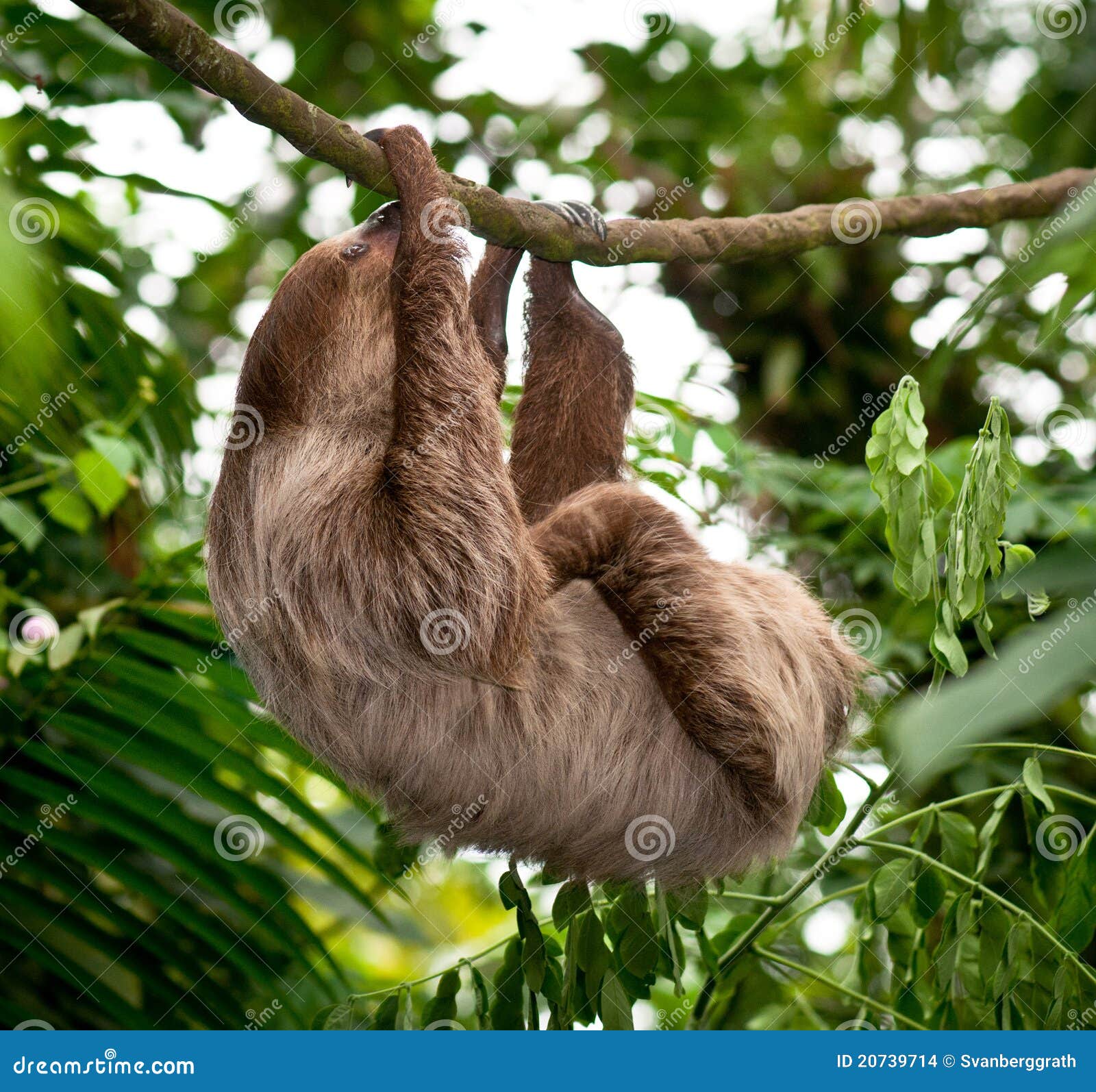 Sloth Hanging stock photo. Image of america, costa, motion - 20739714