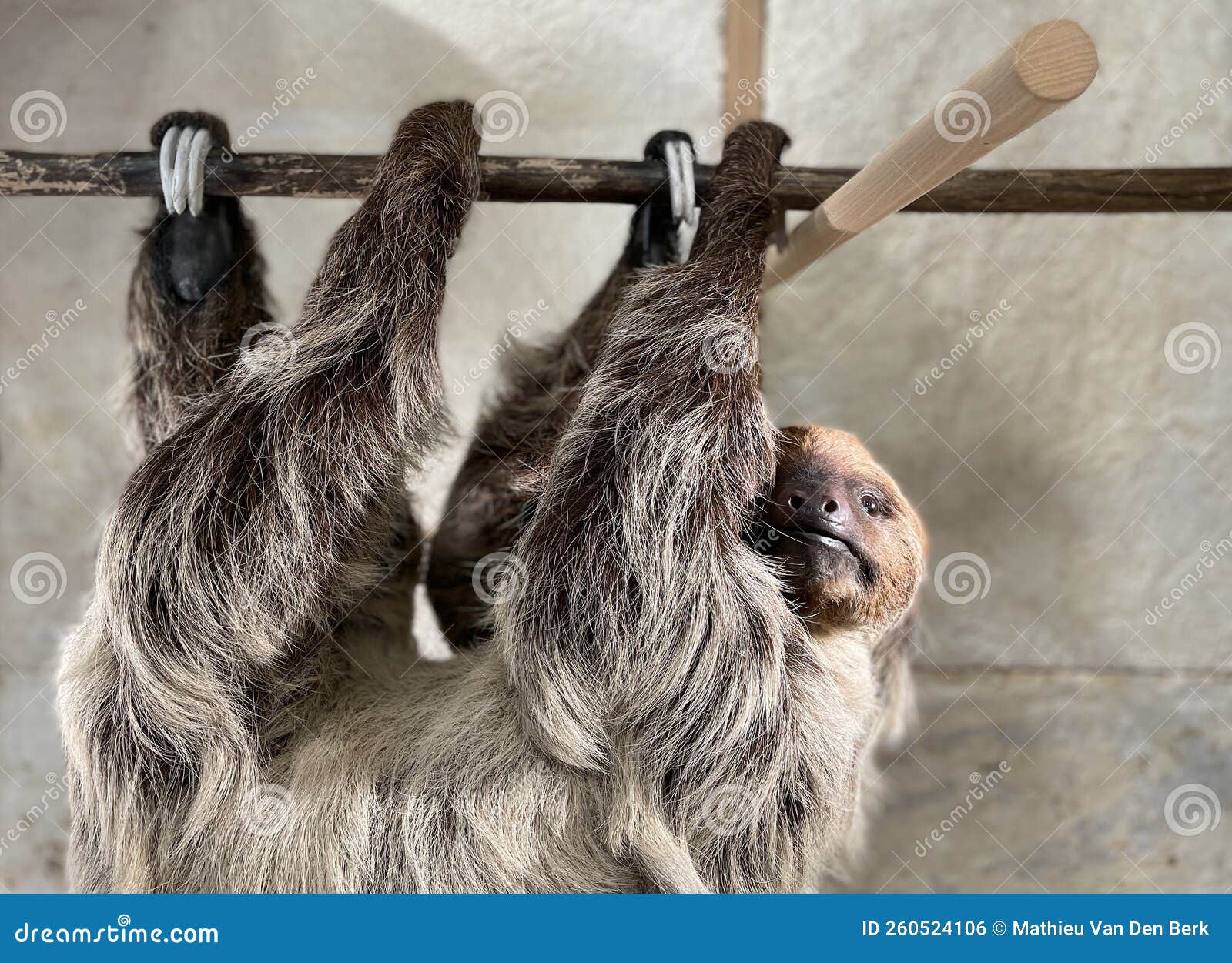 Sloth Hanging from a Branch in Front of a Wall Stock Photo - Image of ...