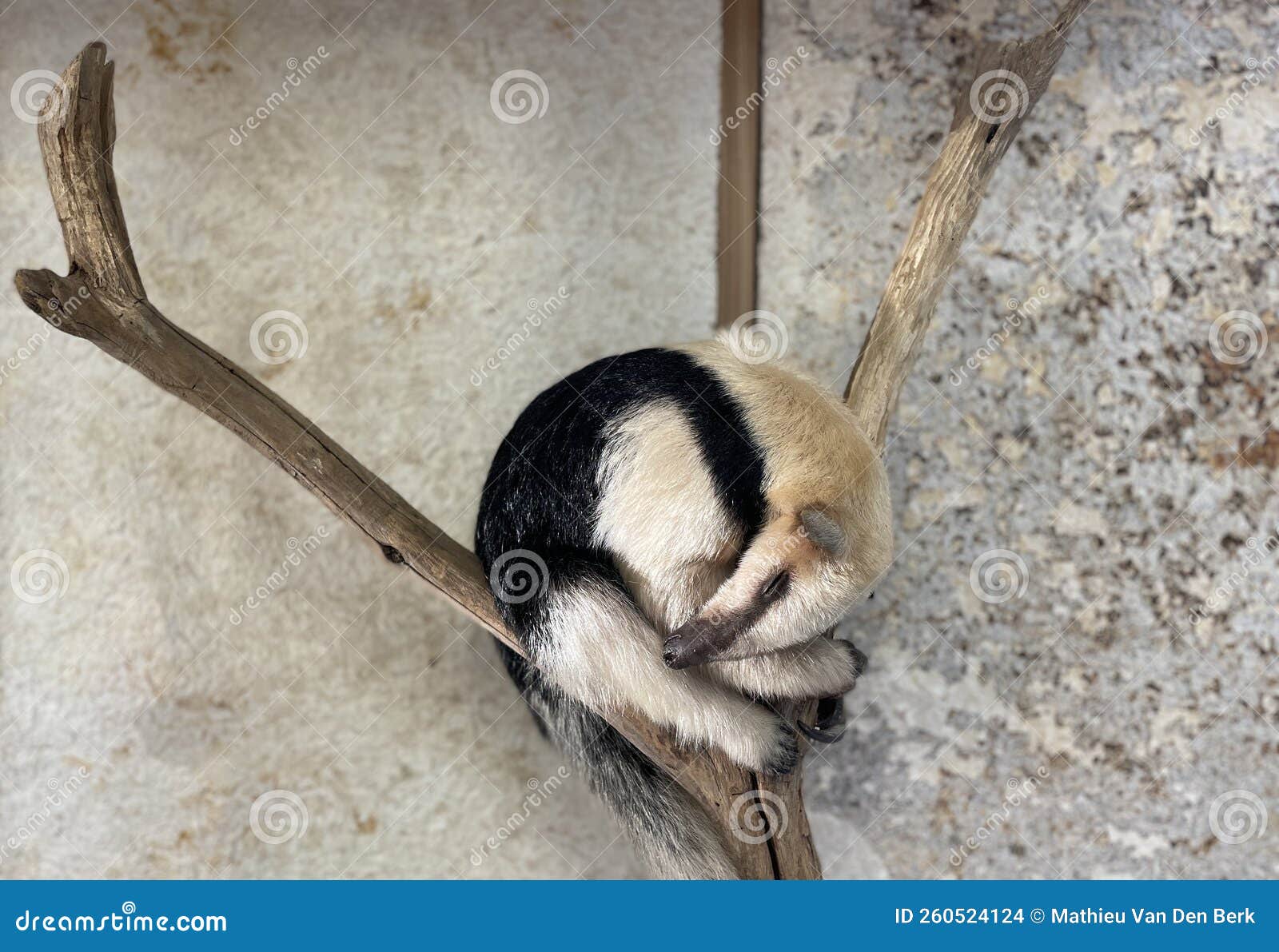 Sloth Hanging from a Branch in Front of a Wall Stock Photo - Image of ...