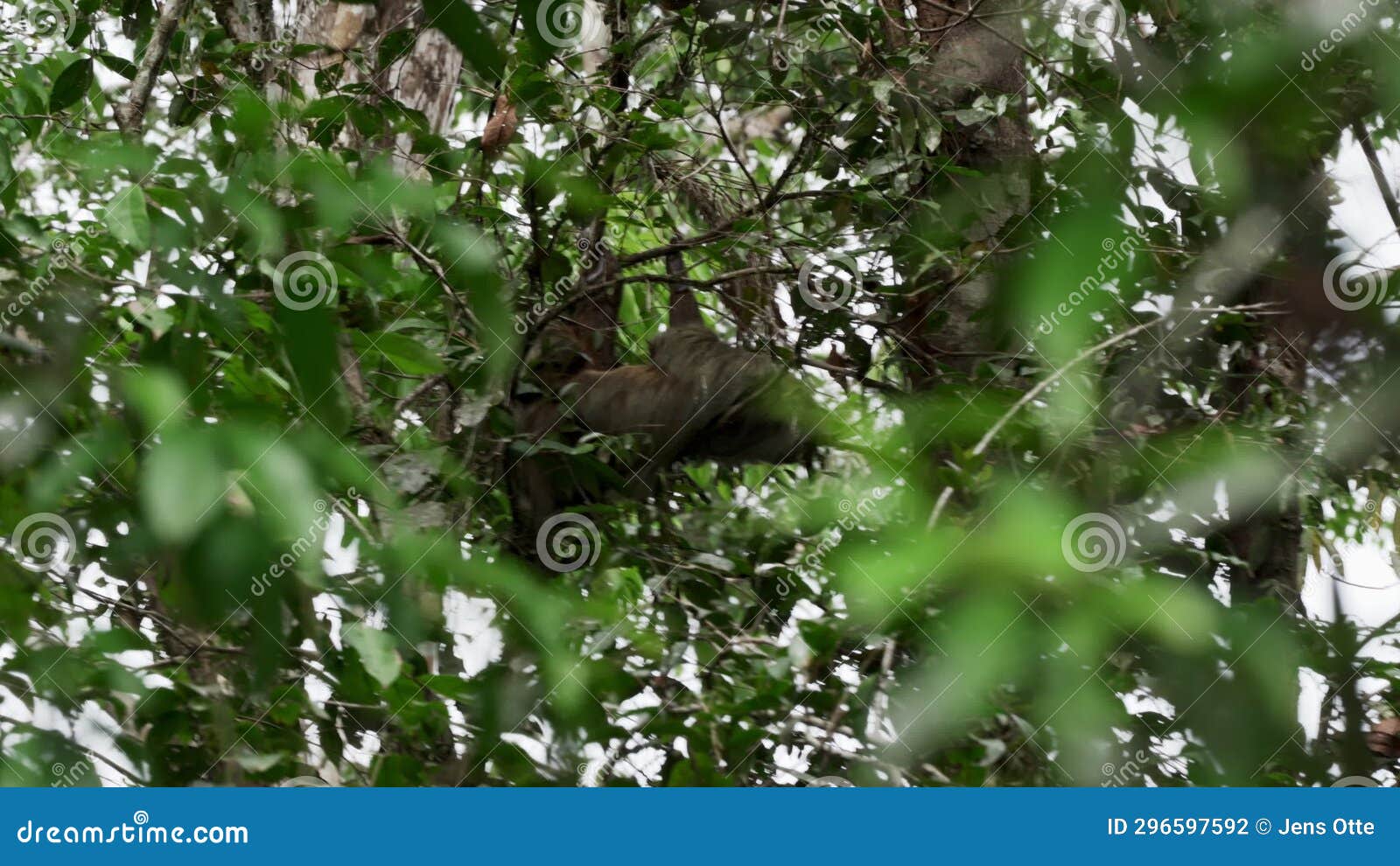 Sloth Hanging in the Canopy of a Tropical Tree in the Rainforest Stock ...