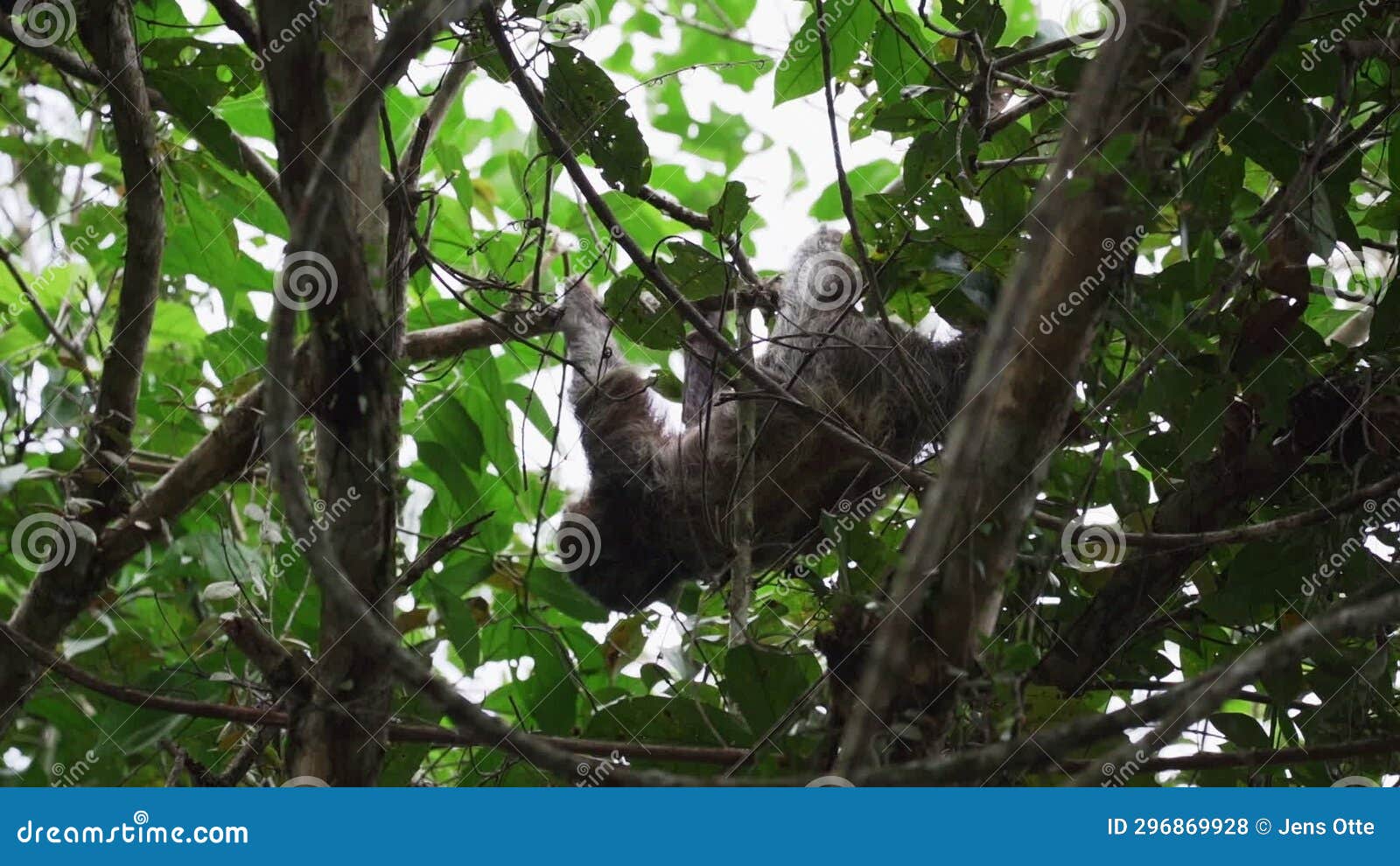 Sloth Hanging in the Canopy of a Tropical Tree in the Rainforest Stock ...