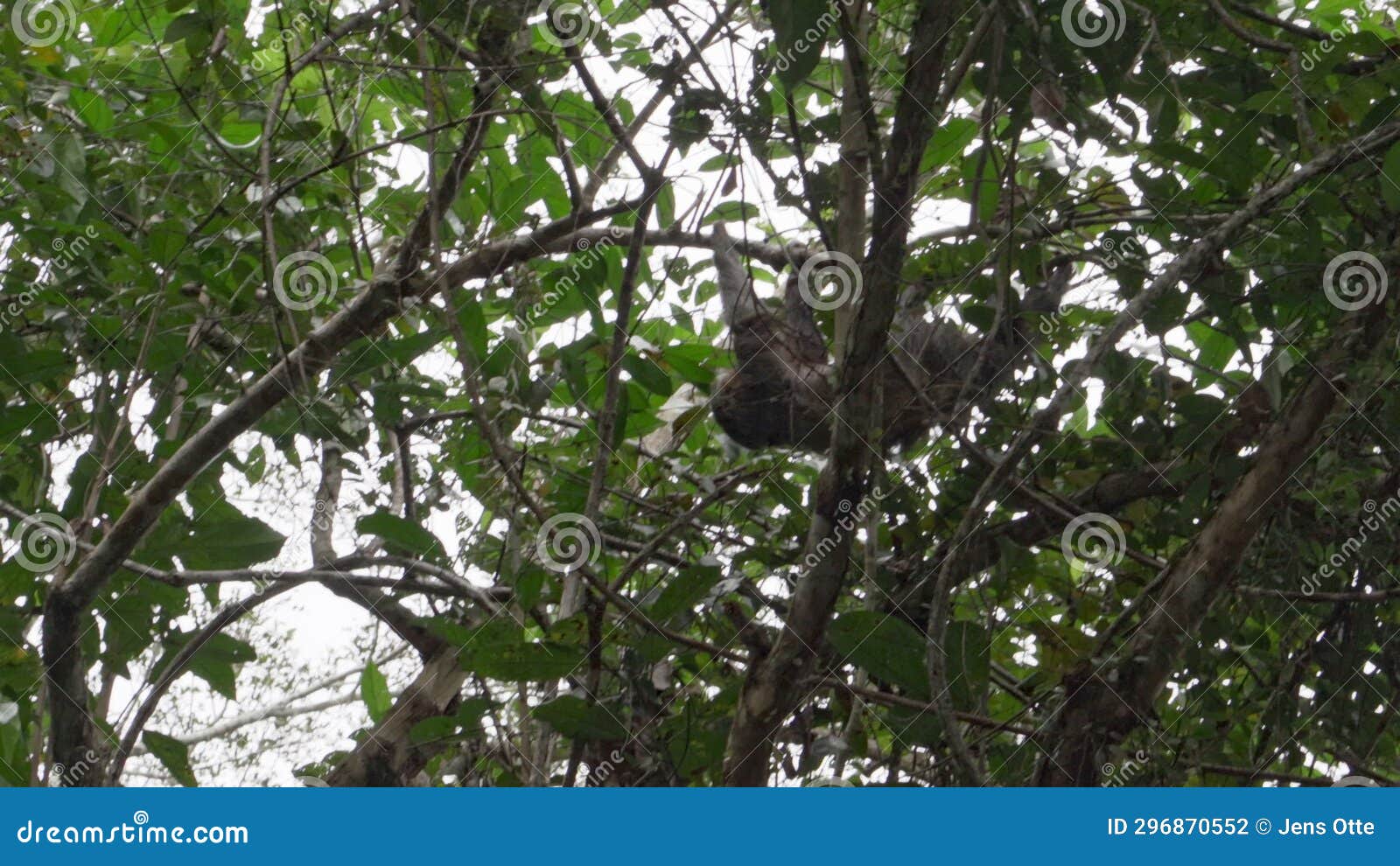 Sloth Hanging in the Canopy of a Tropical Tree in the Rainforest Stock ...