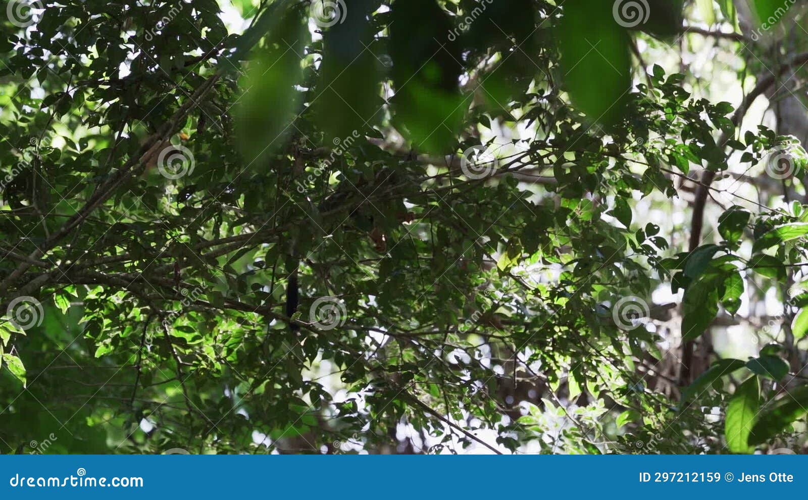Sloth Hanging in the Canopy of a Tropical Tree in the Rainforest Stock ...