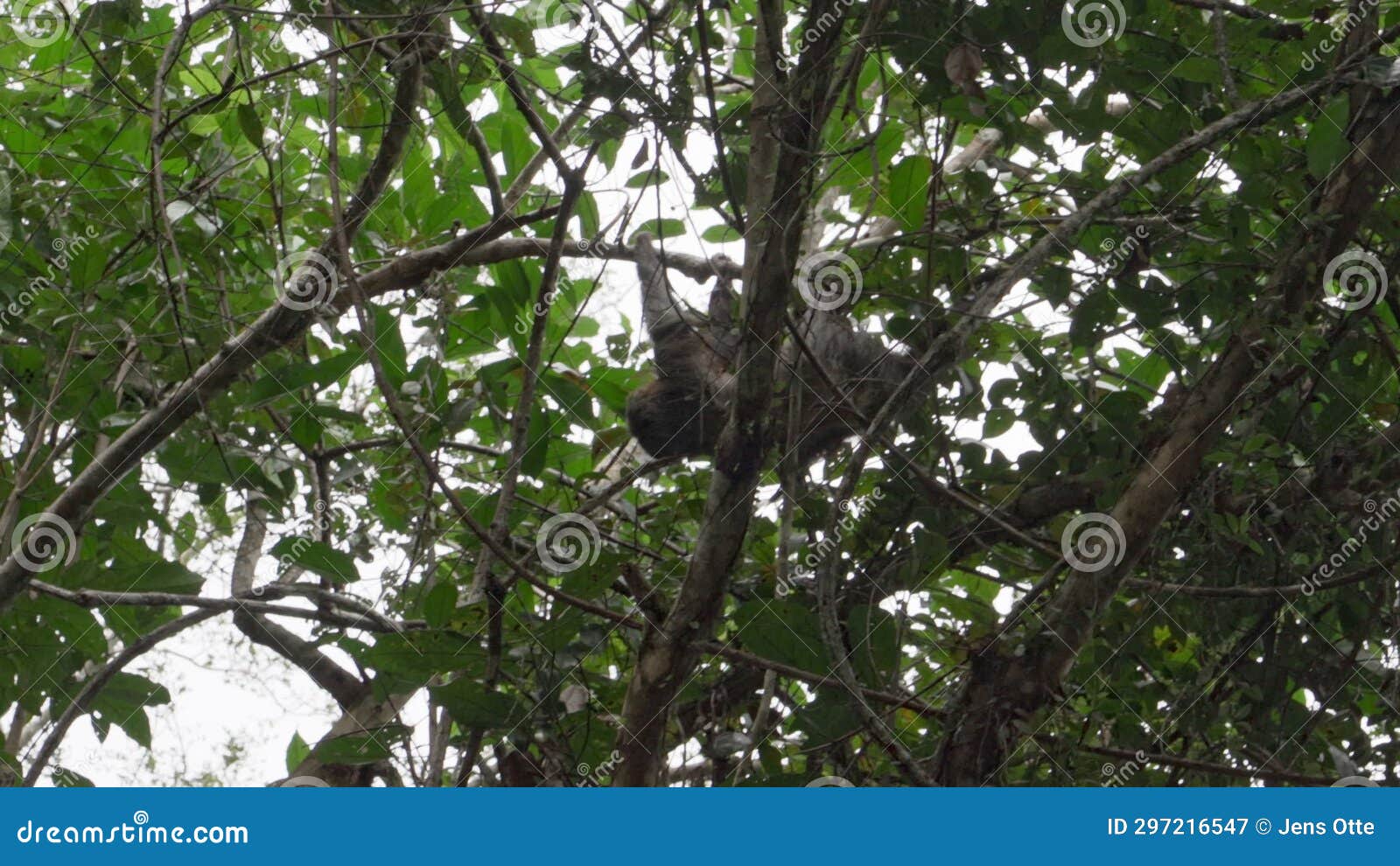 Sloth Hanging in the Canopy of a Tropical Tree in the Rainforest Stock ...