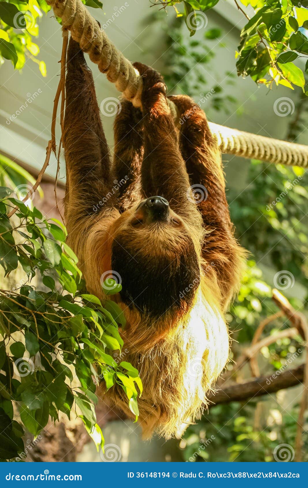 Sloth hanging stock photo. Image of vienna, lazy, wien - 36148194