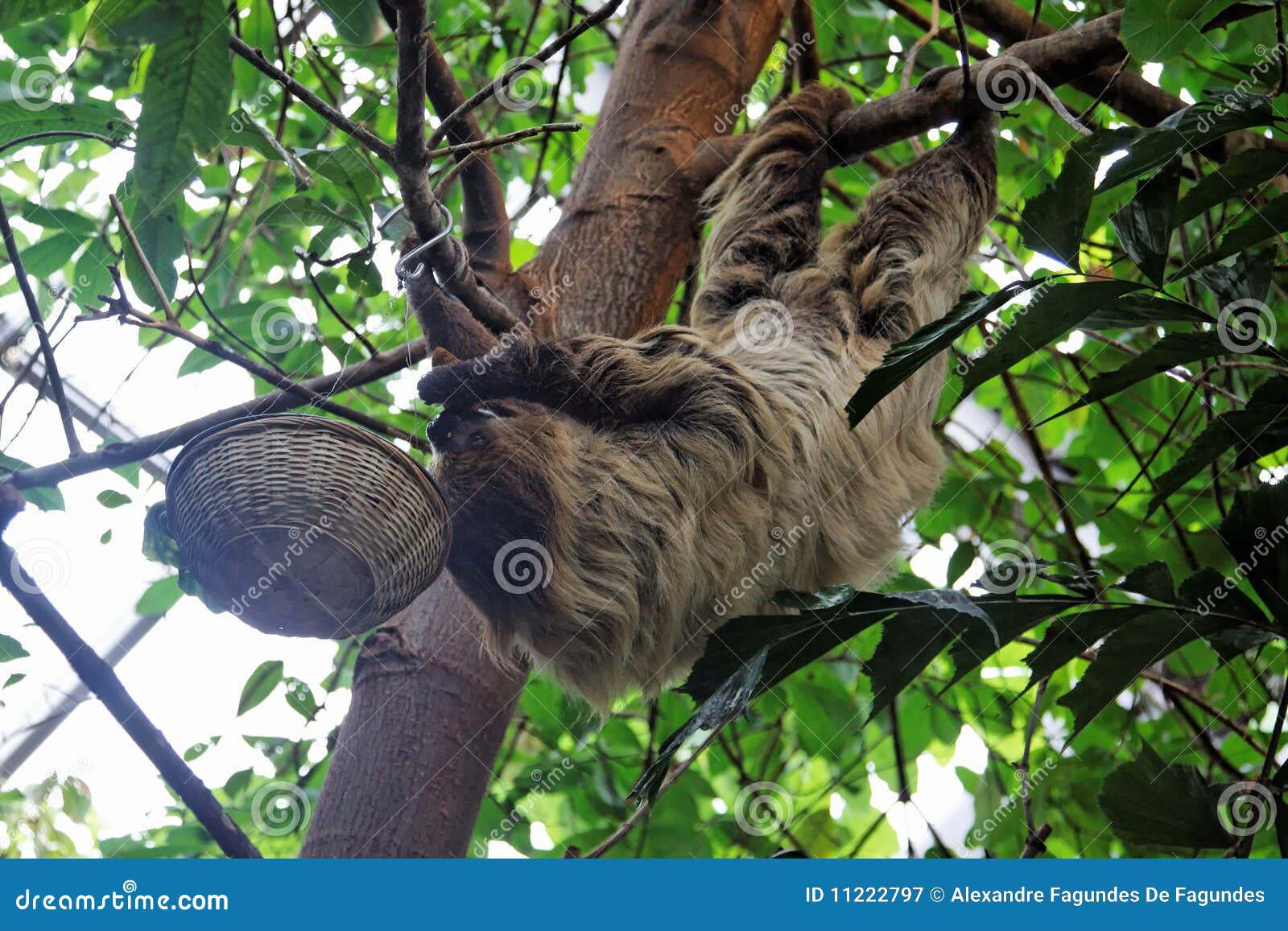 Sloth Hanging on a Tree stock image. Image of fury, canada - 11222797