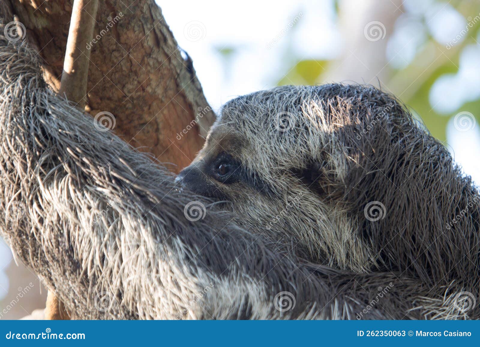 Sloth Hanging from a Tree in the Amazon Stock Image - Image of looking ...