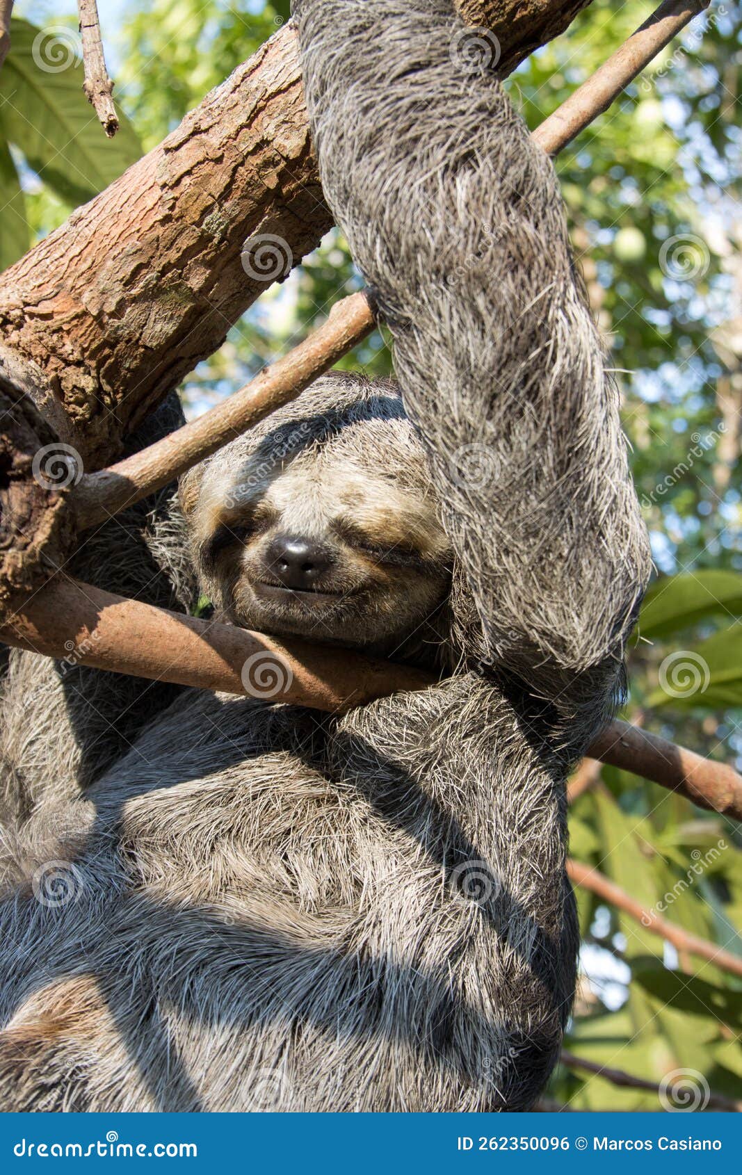 Sloth Hanging from a Tree in the Amazon Stock Photo - Image of soft ...