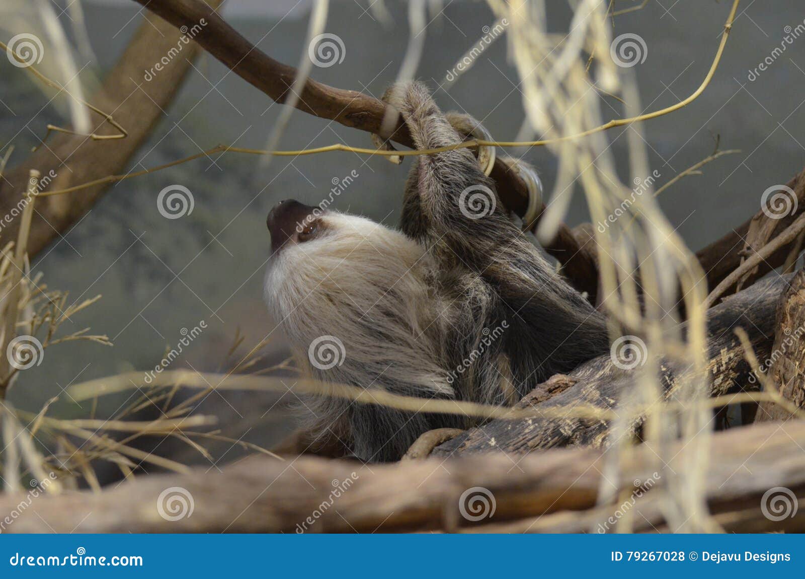 Sloth Hanging from a Tree Branch Stock Photo - Image of wild, animal ...