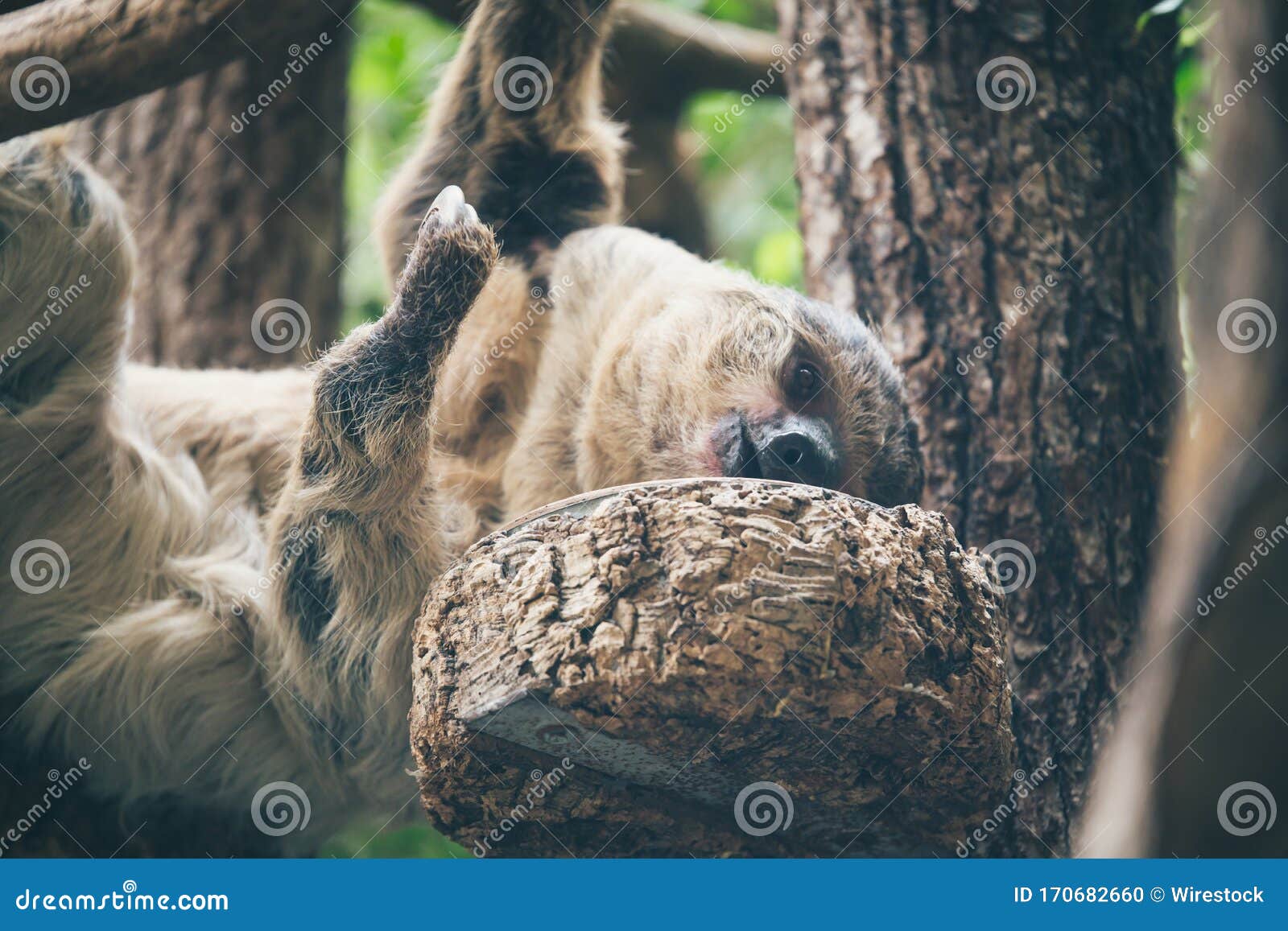Sloth hanging in tree stock photo. Image of eared, offspring - 170682660