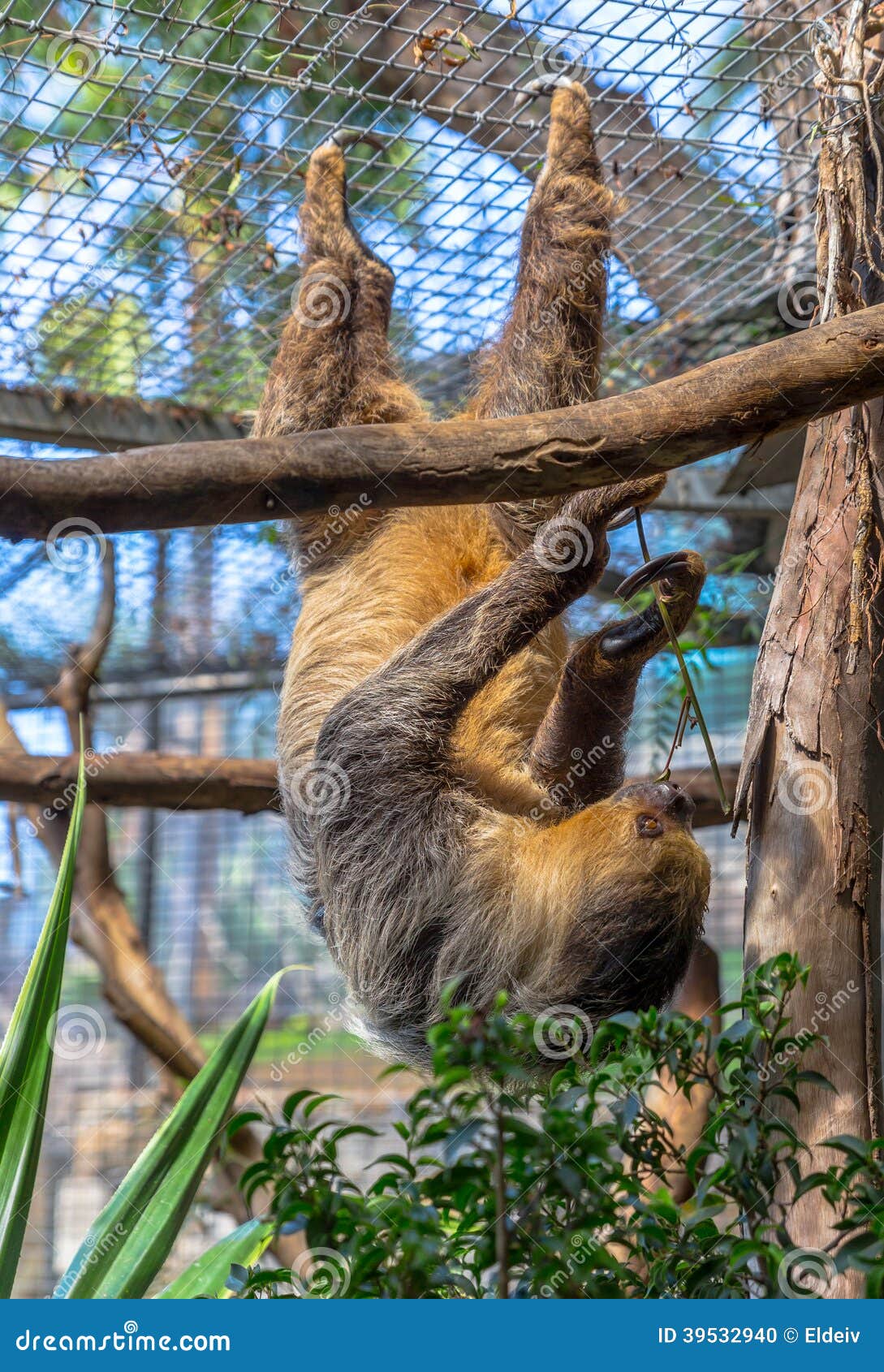 Sloth Hanging stock photo. Image of bradypus, mammal - 39532940