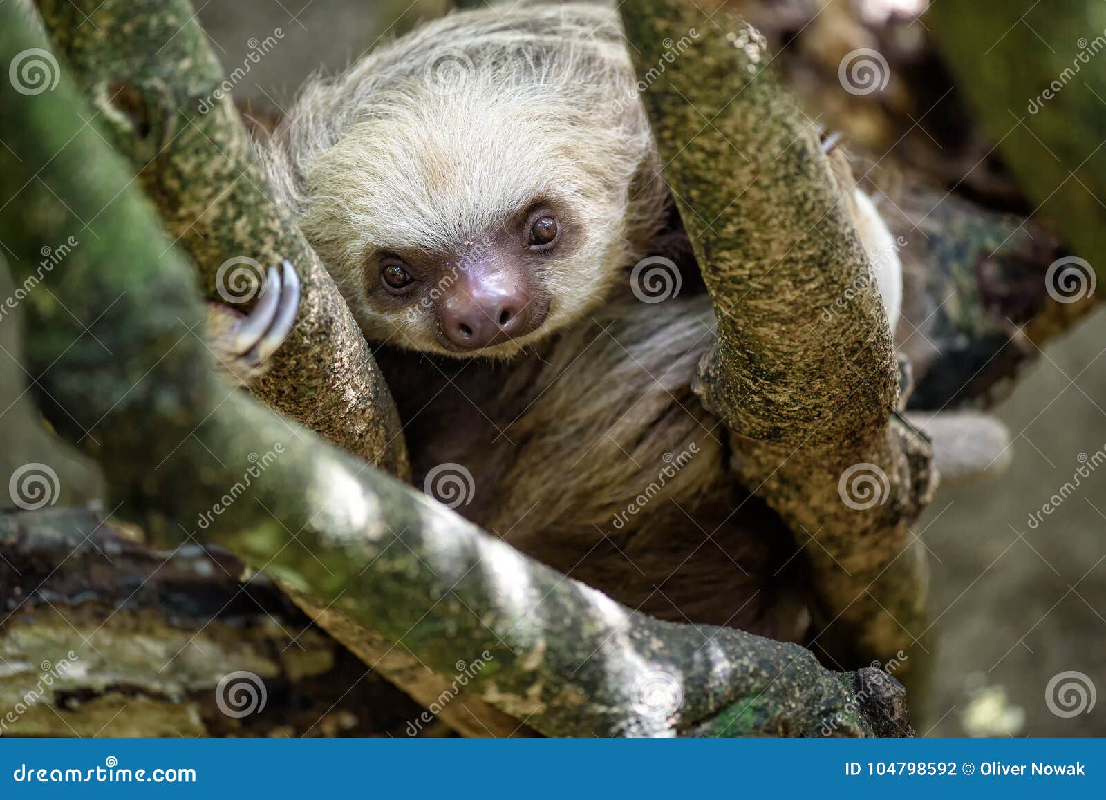 Sloth in the Jungle of Costa Rica Stock Photo - Image of nature ...