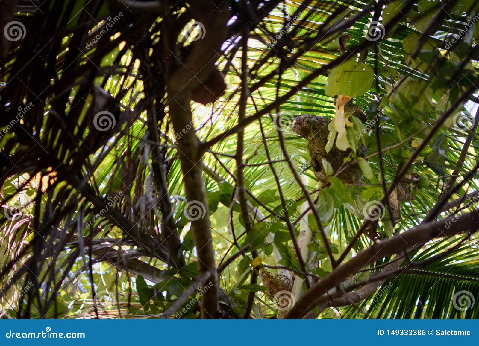 Sloth hanging from a tree stock photo. Image of tropical - 149333386