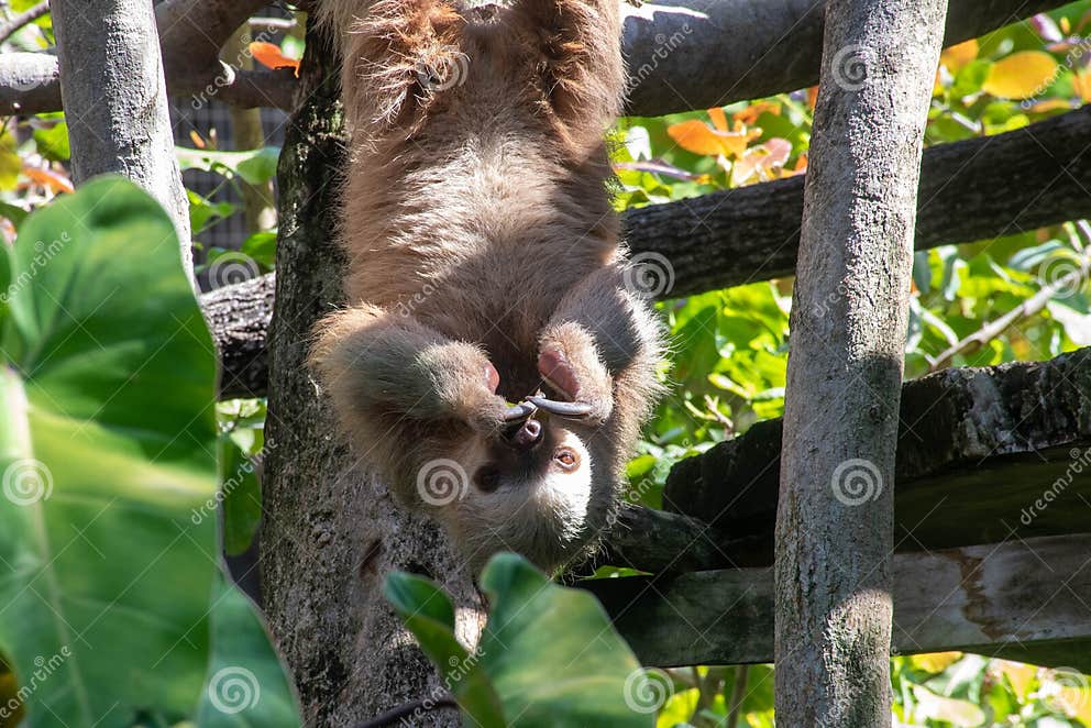 Sloth Hanging Upside Down with Claws in Front of Face Stock Image ...