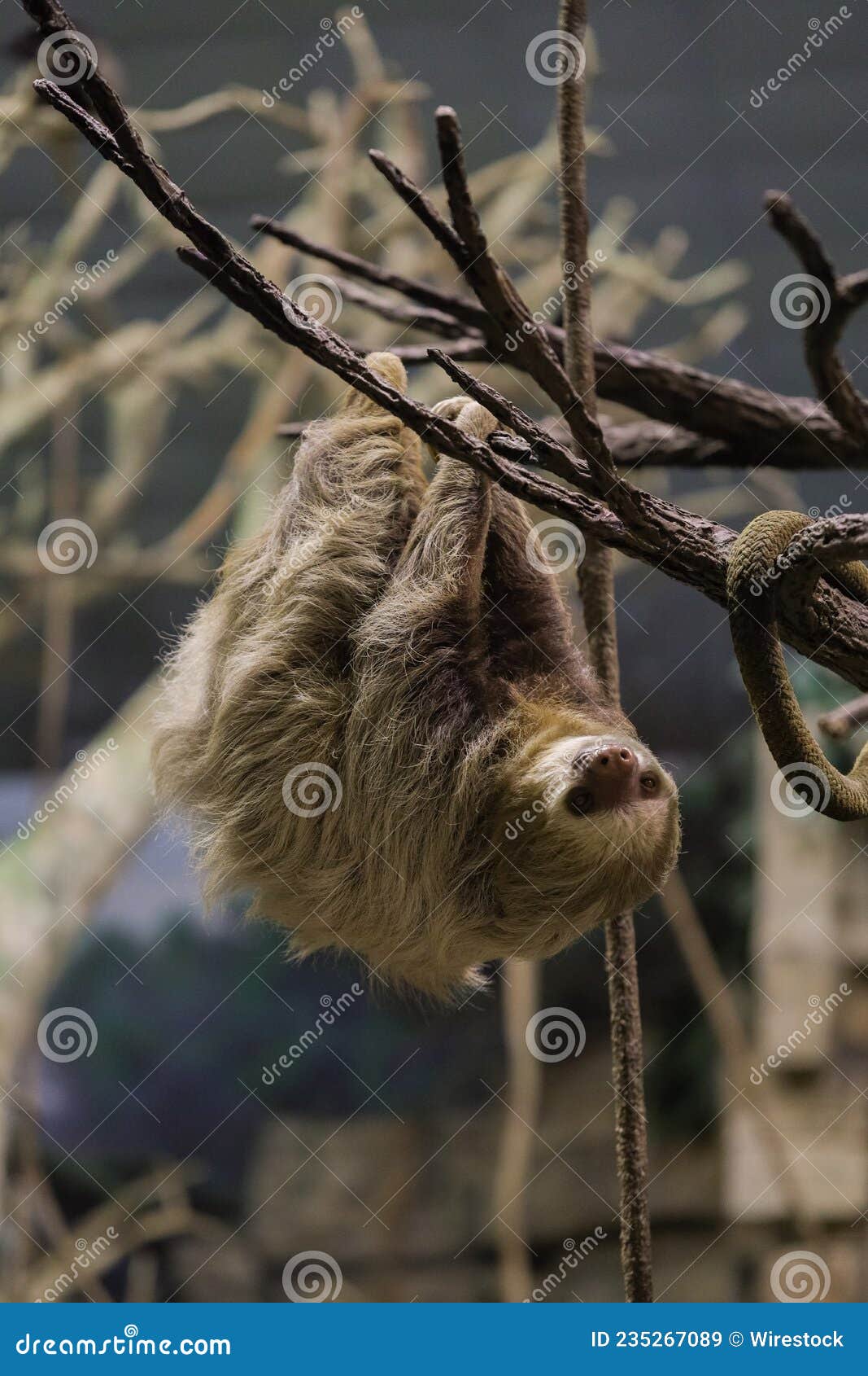 Sloth Hanging Upside Down the Tree Branch Stock Image - Image of wood ...