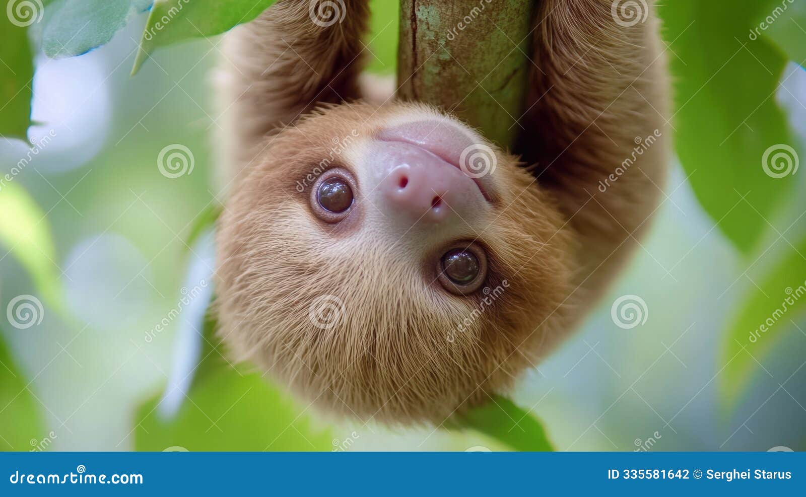 A Sloth Hanging Upside Down from a Tree Branch with Its Eyes Closed, AI ...