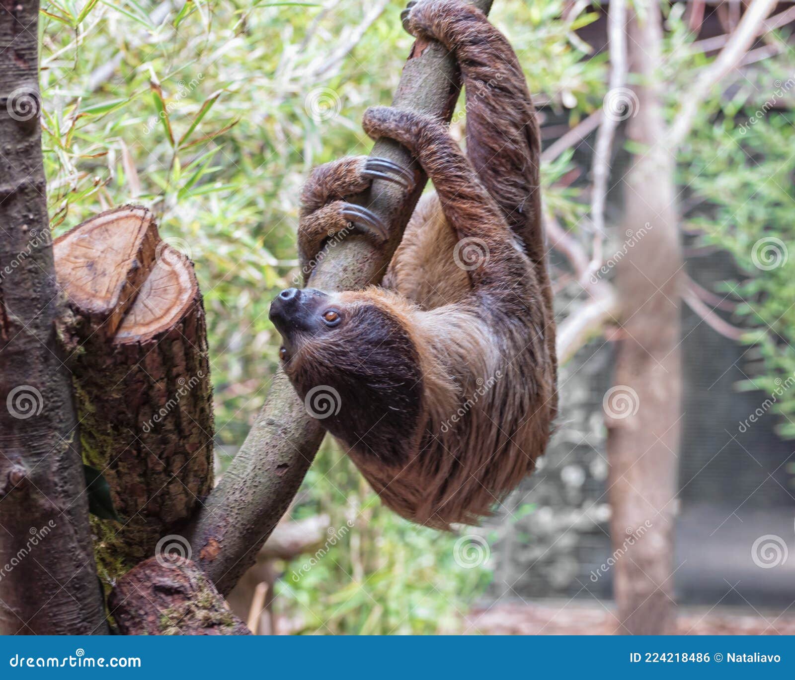 Sloth is Hanging Upside Down in the Tree Stock Photo - Image of motion ...