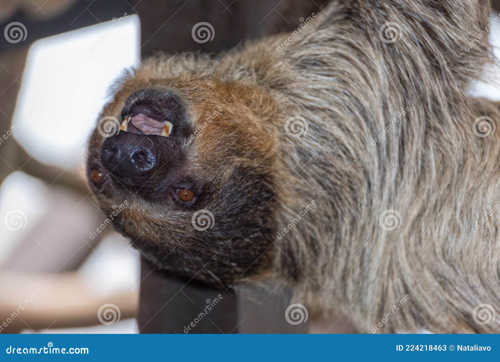 Sloth is Hanging Upside Down in the Tree. Portrait Stock Image - Image ...