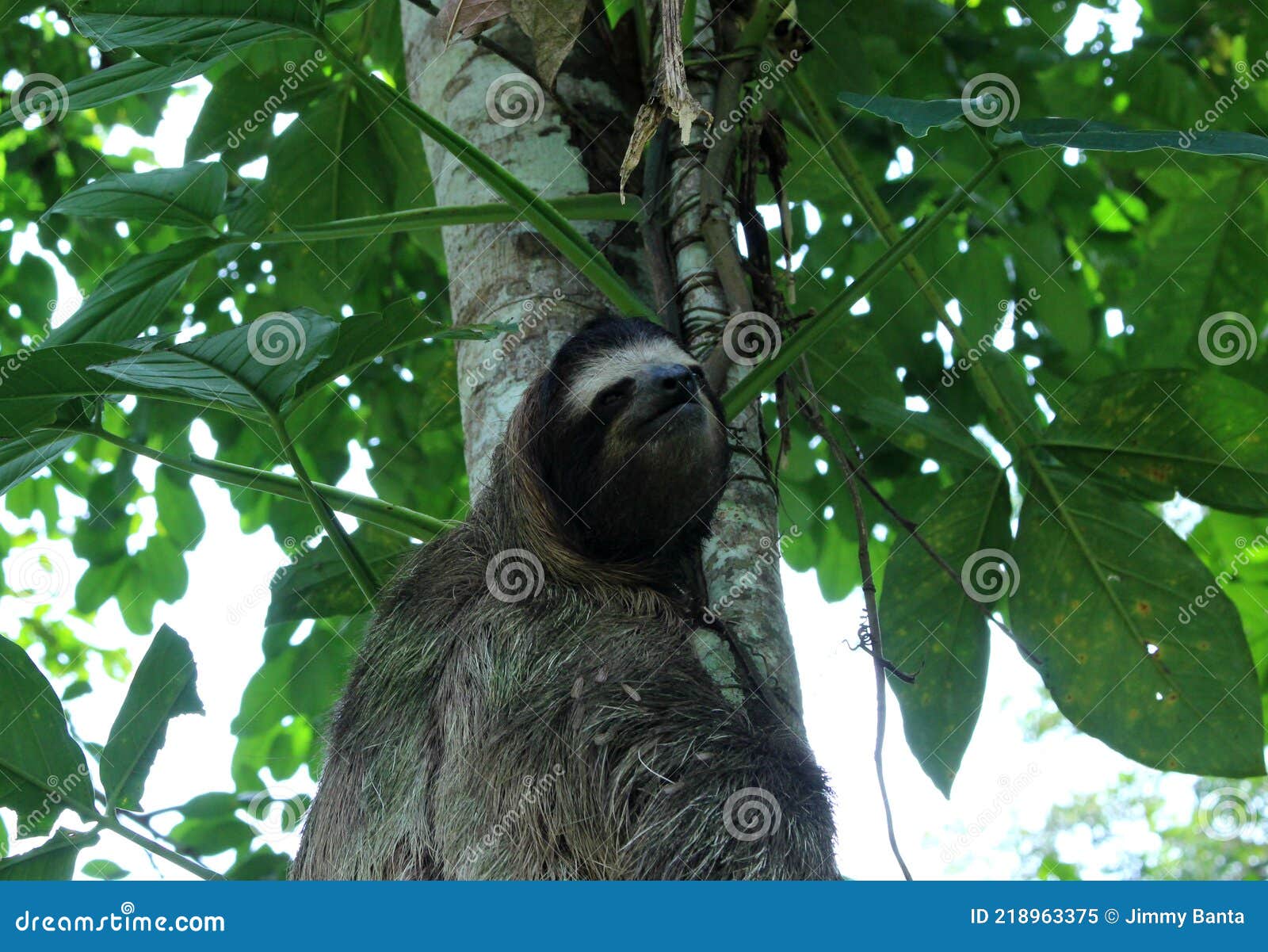 Sloth Hangin on a Tree stock image. Image of forest - 218963375