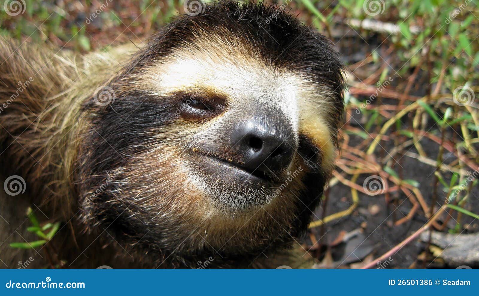 Sloth head stock photo. Image of scenic, lazy, panama - 26501386