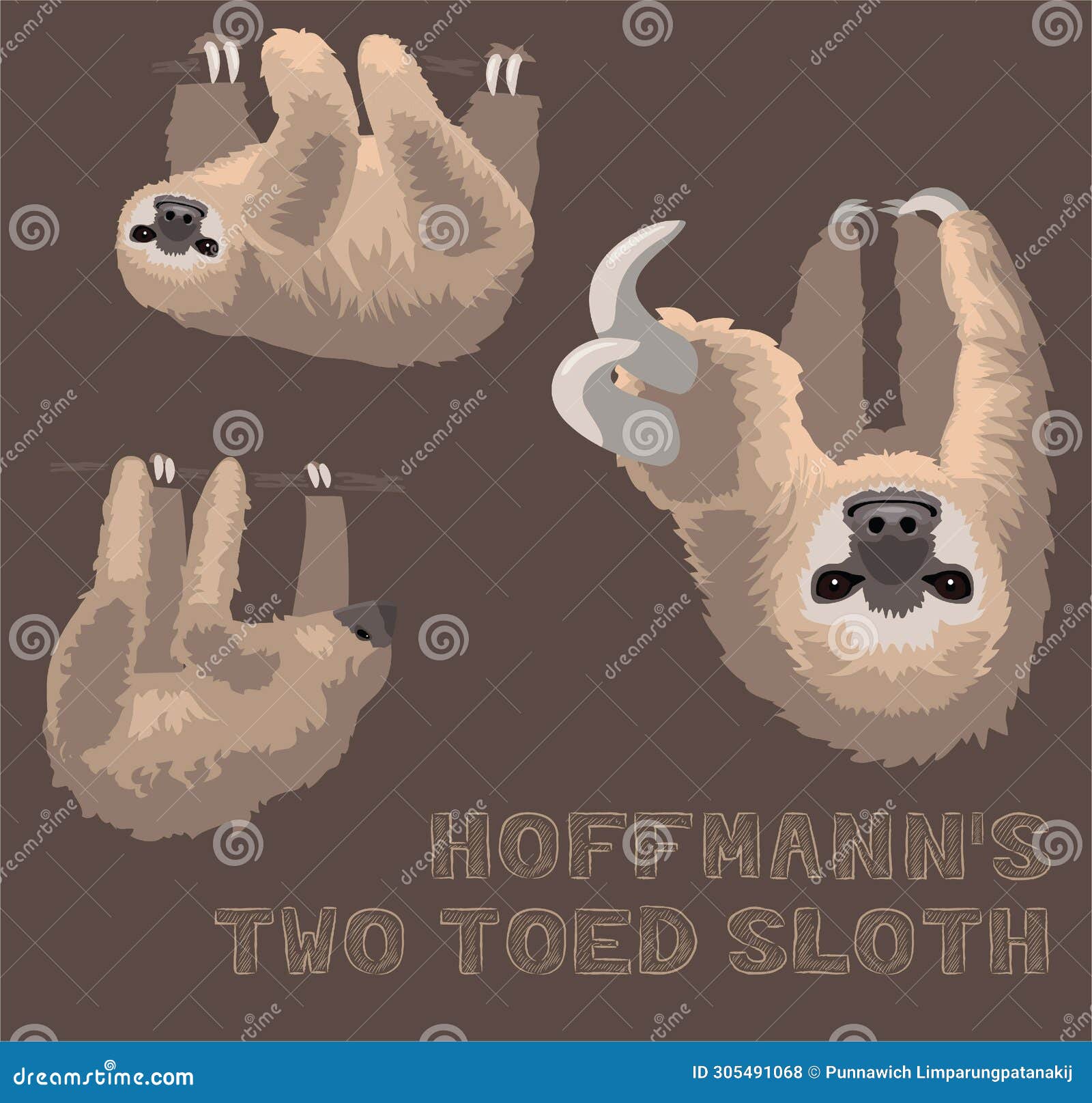 Sloth Hoffmann S Two-Toed Sloth Cartoon Vector Illustration Stock ...