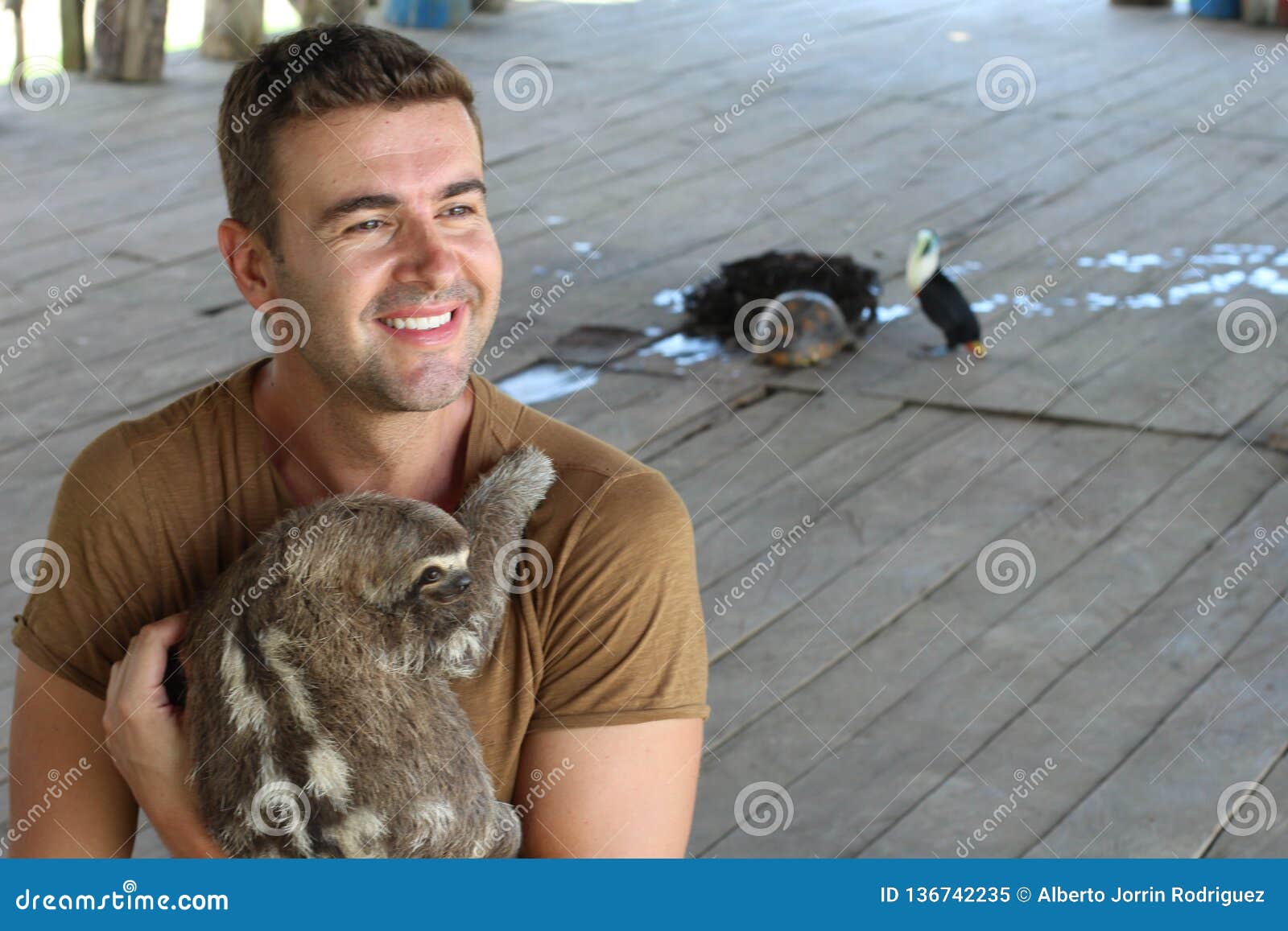 Sloth Hugging a Handsome Man Stock Image - Image of captivity ...
