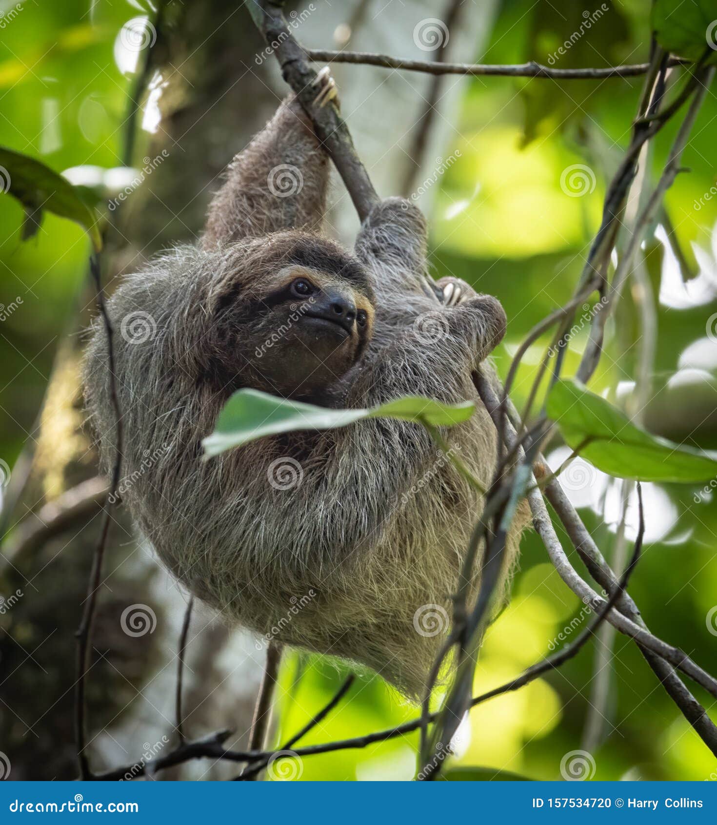 Sloth i Costa Rica arkivfoto. Bild av riklig, nationellt - 157534720