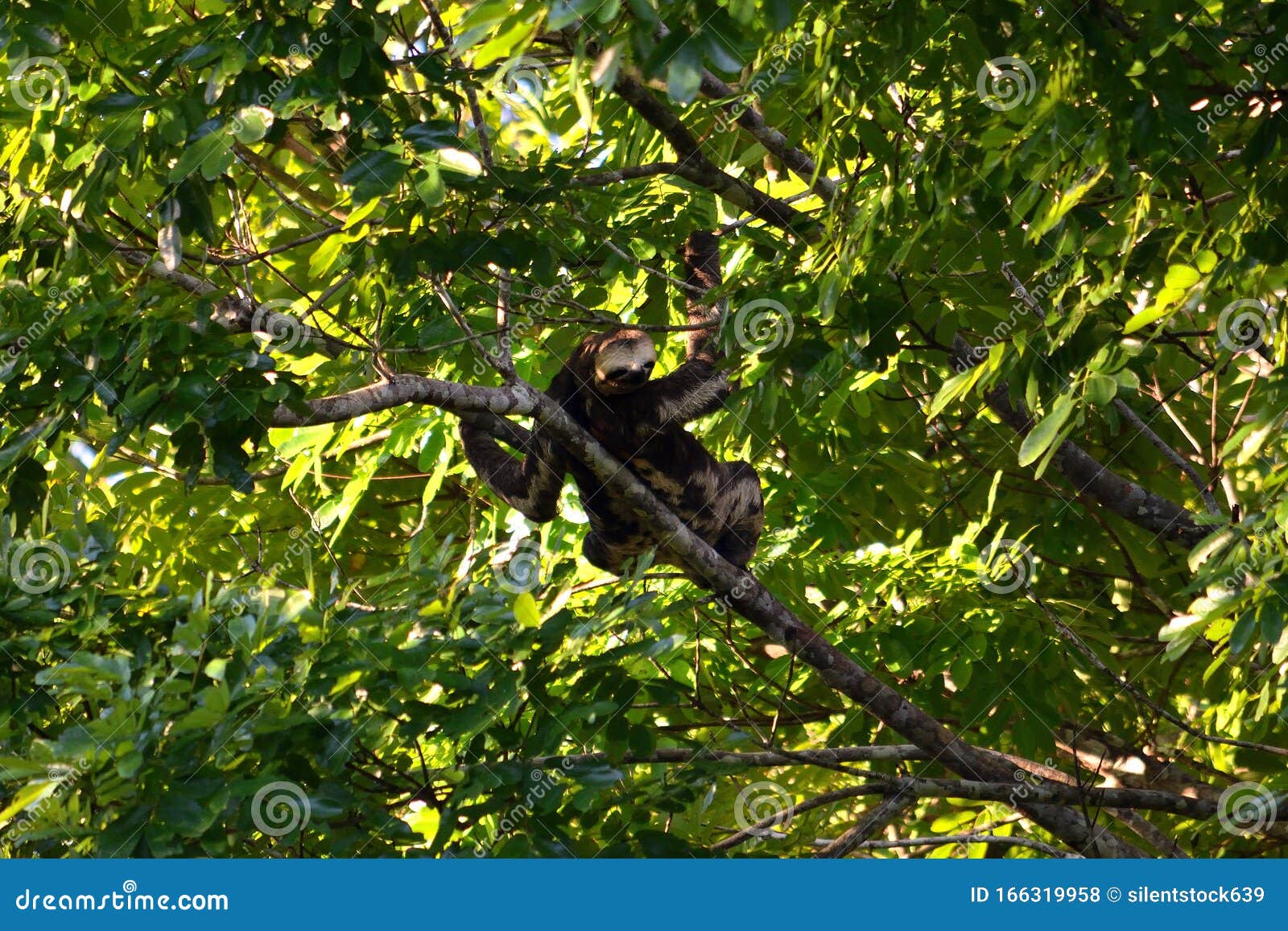 Sloth in the Jungle on the Banks of the Rio Ariau, Amazon Stock Photo ...