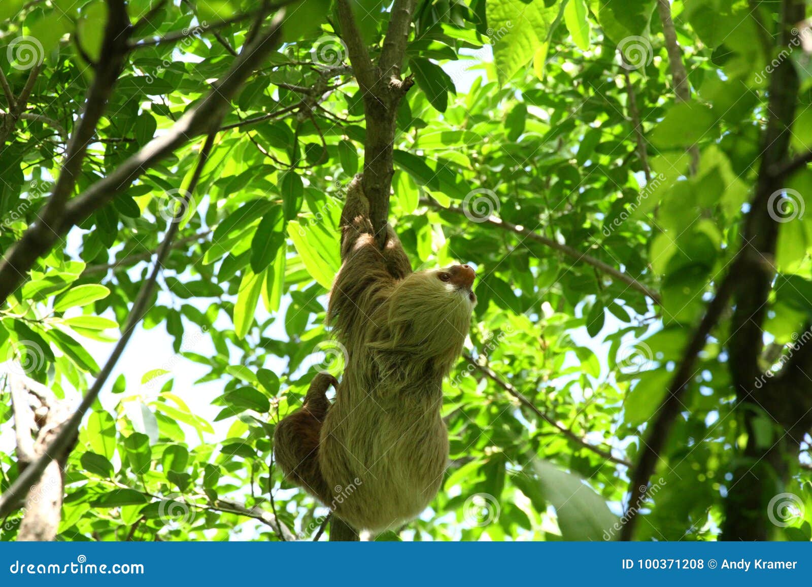 Sloth in the Jungle of Central America Stock Photo - Image of ...