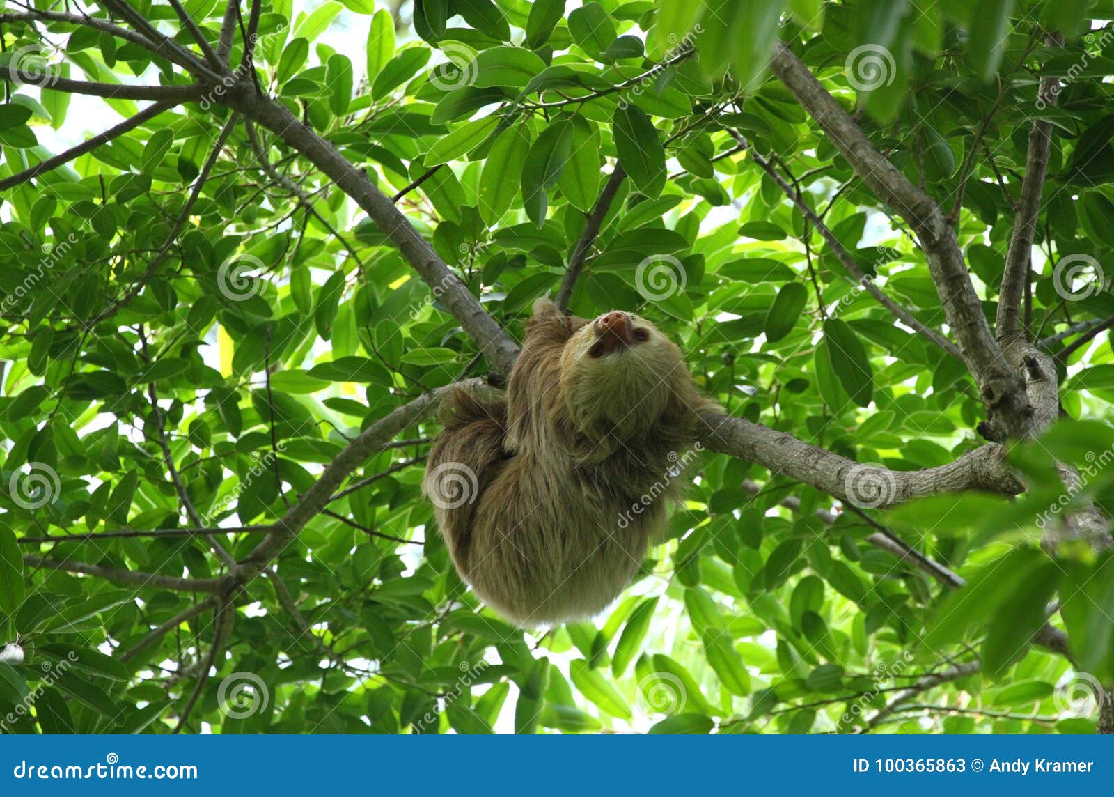 Sloth in the Jungle of Central America Stock Image - Image of offspring ...