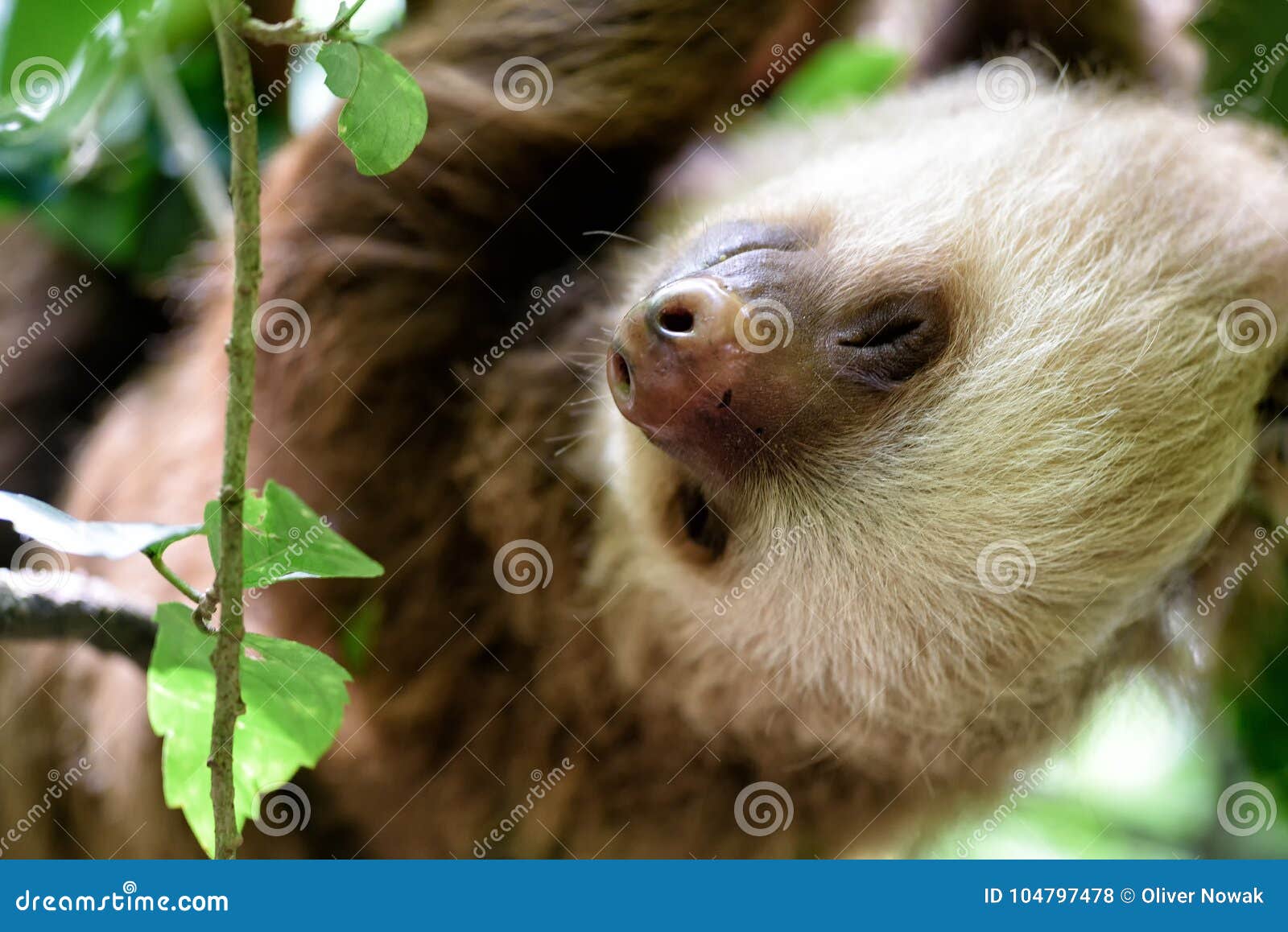 Sloth in the Jungle of Costa Rica Stock Photo - Image of integral ...