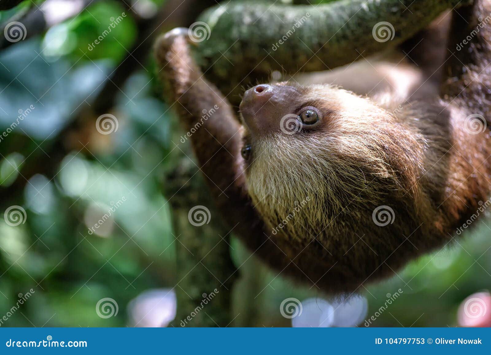 Sloth in the Jungle of Costa Rica Stock Image - Image of refuge, palms ...