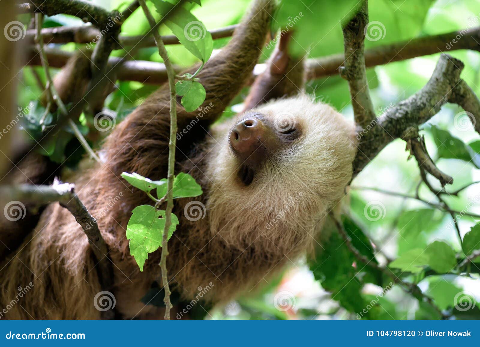 Sloth in the Jungle of Costa Rica Stock Photo - Image of palms, scale ...