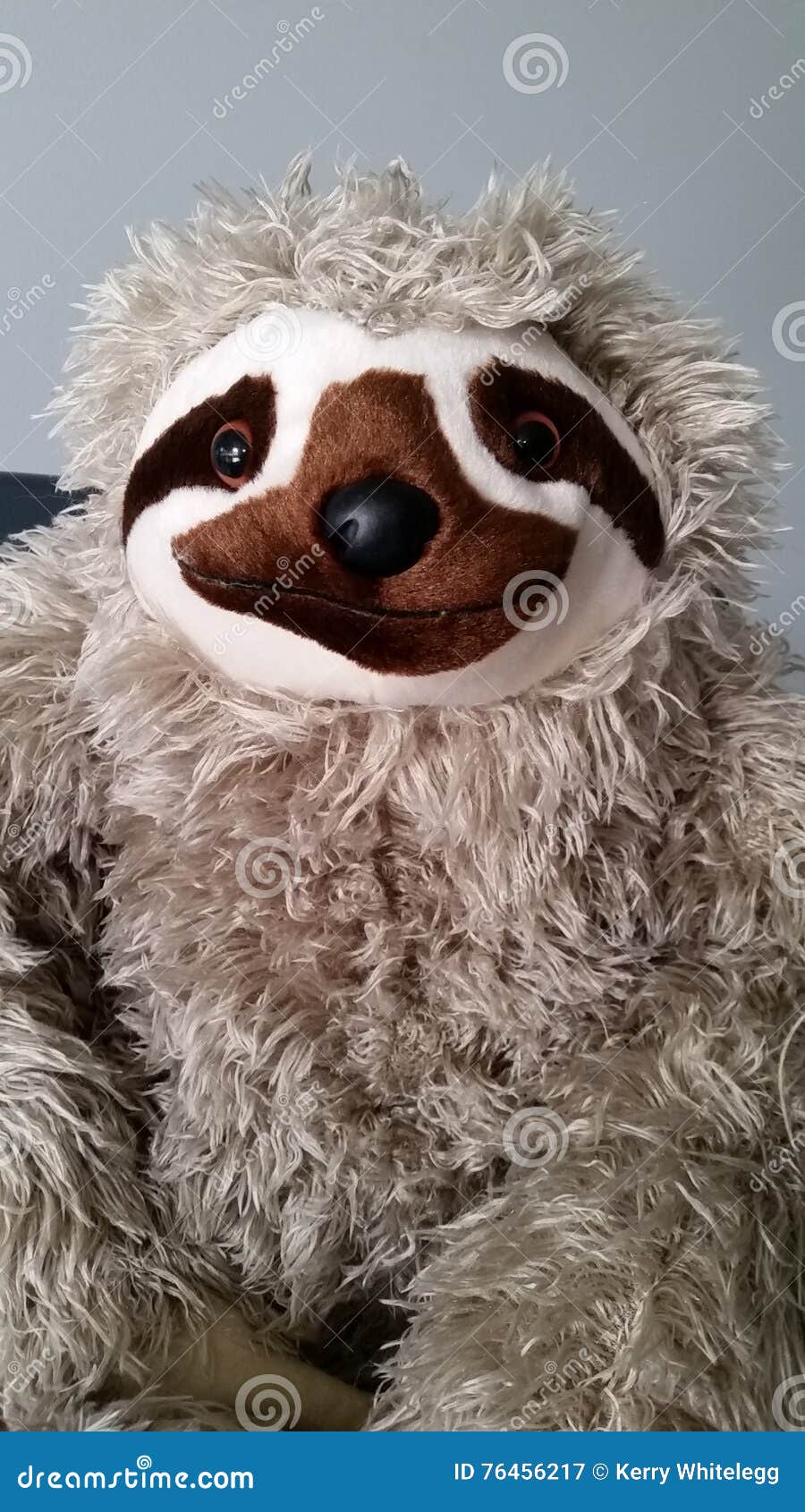 Sloth stock image. Image of fluffy, head, gorgeous, shot - 76456217