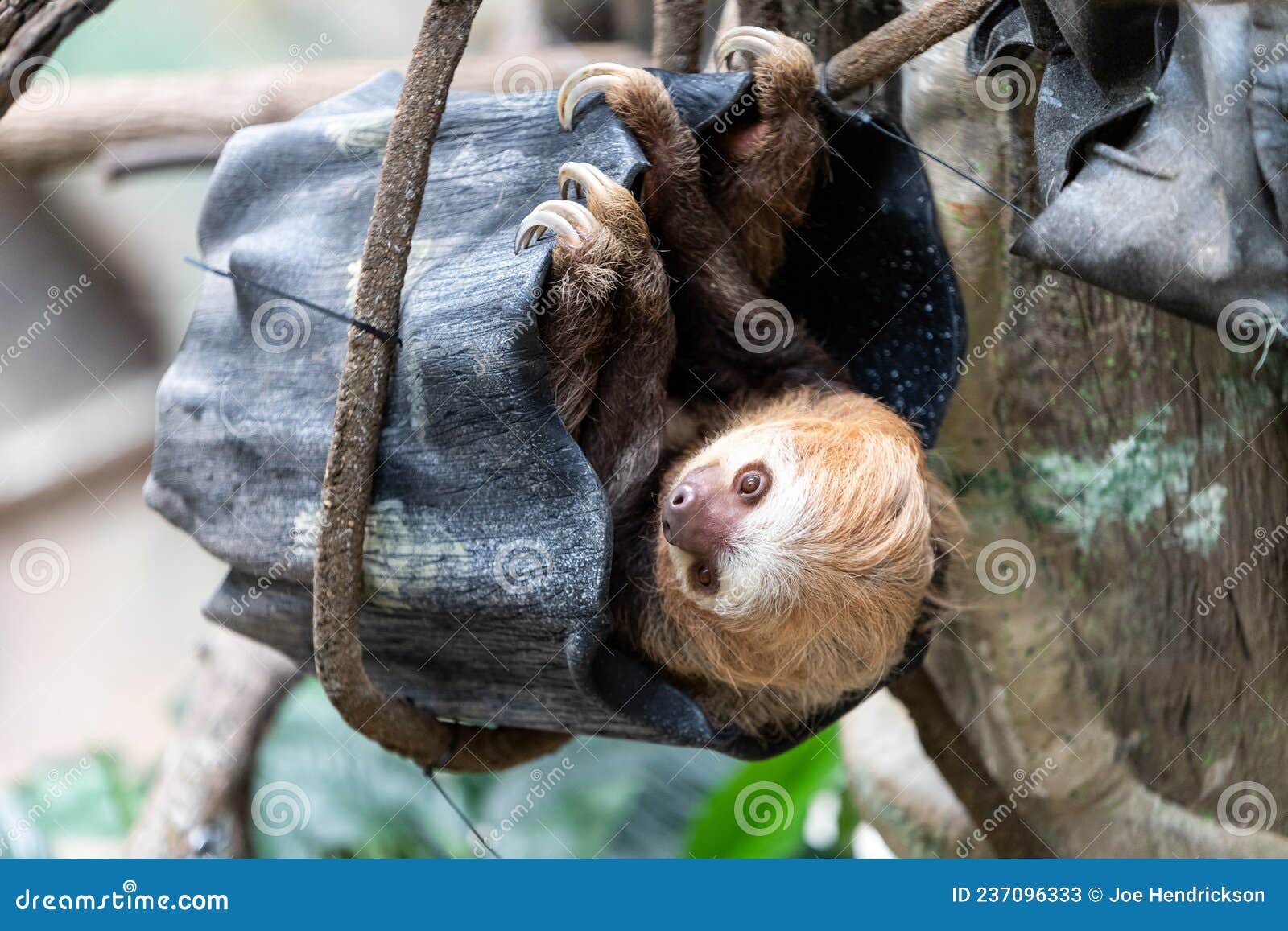 A Sloth Laying in a Basket. Stock Image - Image of forest, rica: 237096333