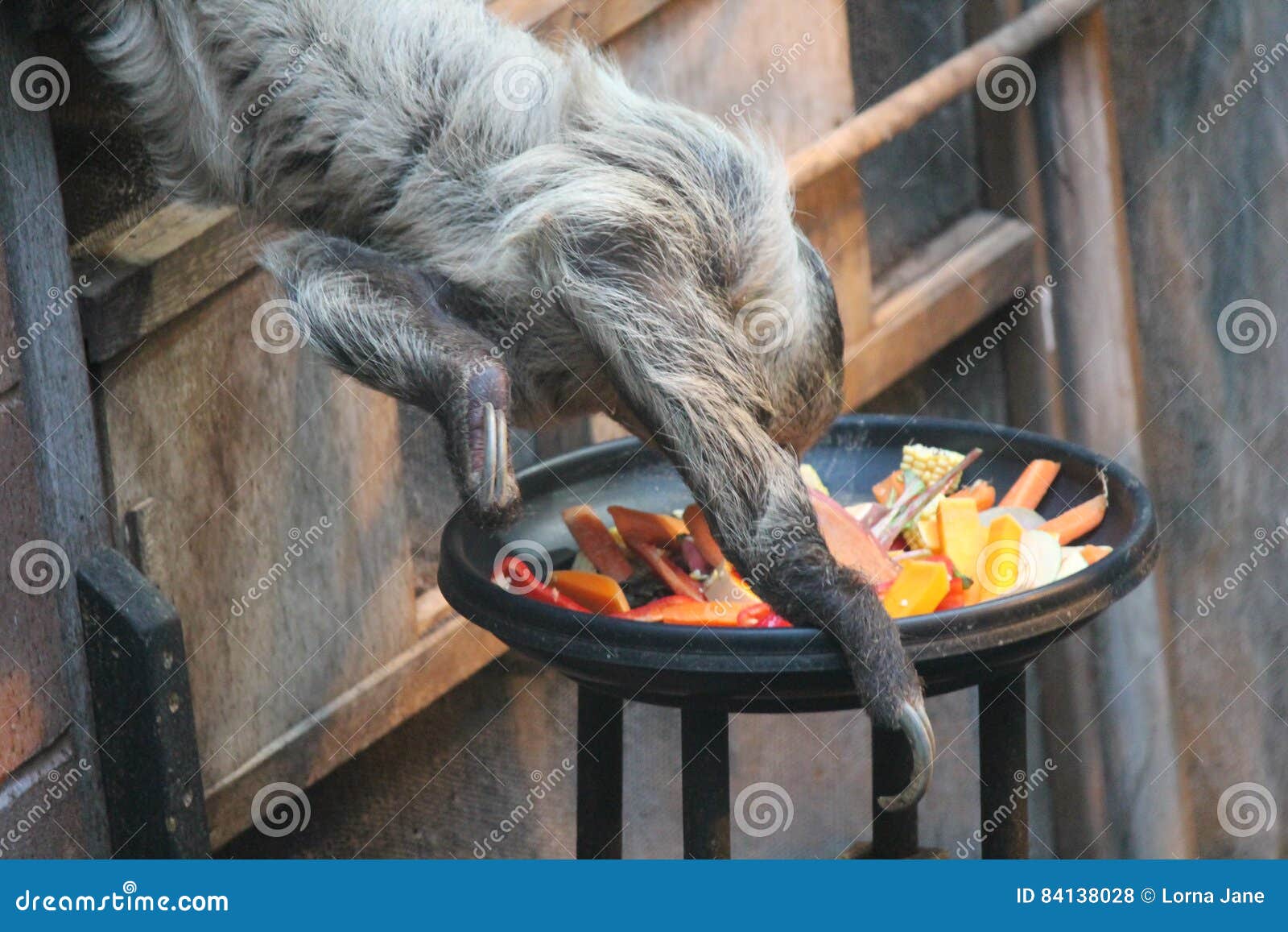 Sloth Long Clawed Eating (Choloepus Hoffmanni) Stock Photo - Image of ...