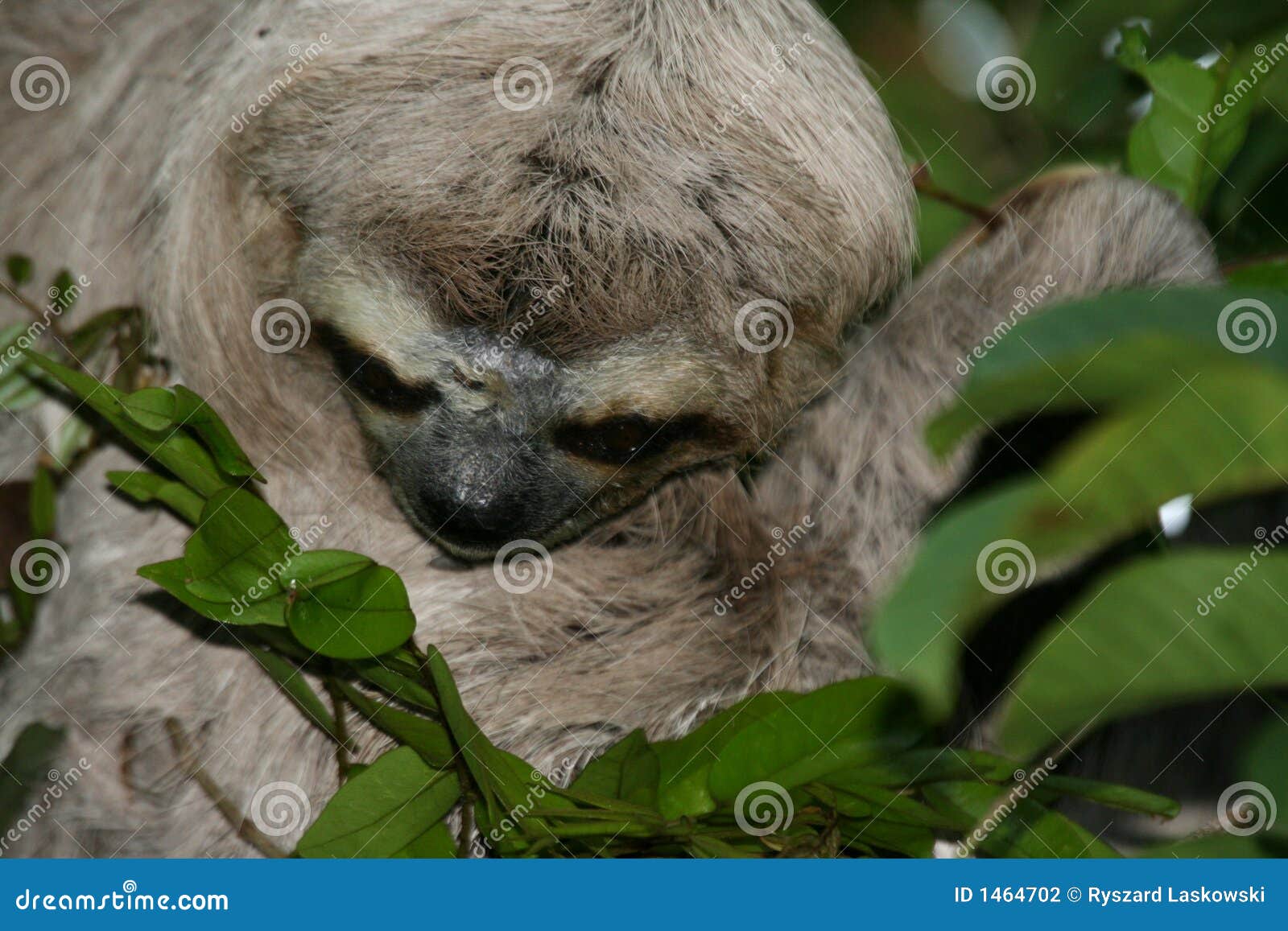 Sloth portrait stock photo. Image of venezuela, grande - 1464702