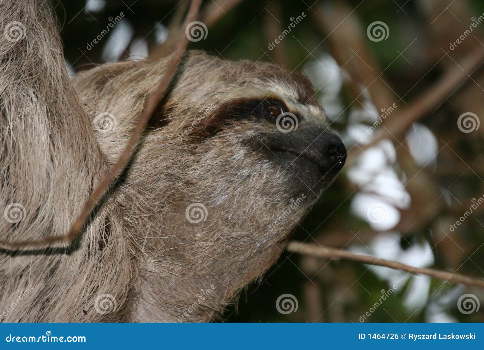 Sloth portrait 2 stock photo. Image of mammals, rancho - 1464726