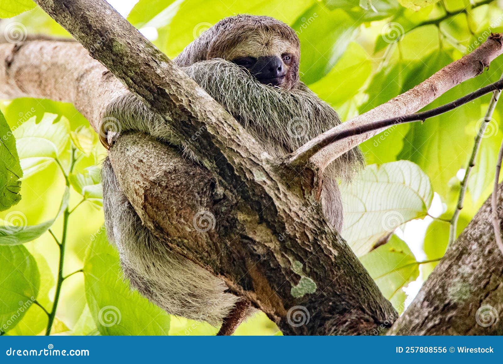 Sloth Sitting on Top of the Tree Branch Stock Photo - Image of wild ...