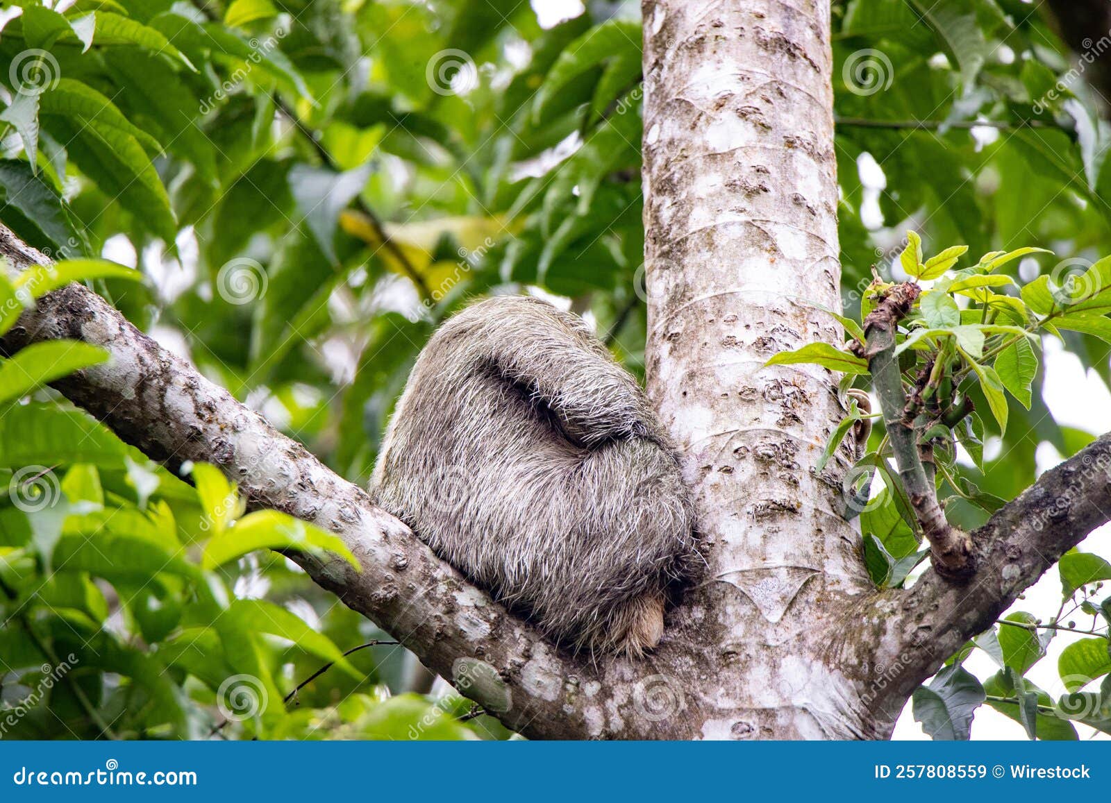 Sloth Sitting on Top of the Tree Branch Stock Image - Image of sitting ...