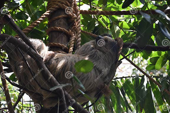 Sloth Sitting in a Tree Taking a Nap Stock Image - Image of tree, close ...