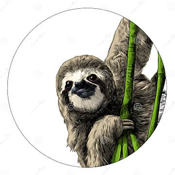 Sloth Sketch Vector Graphics Color Stock Vector - Illustration of ...