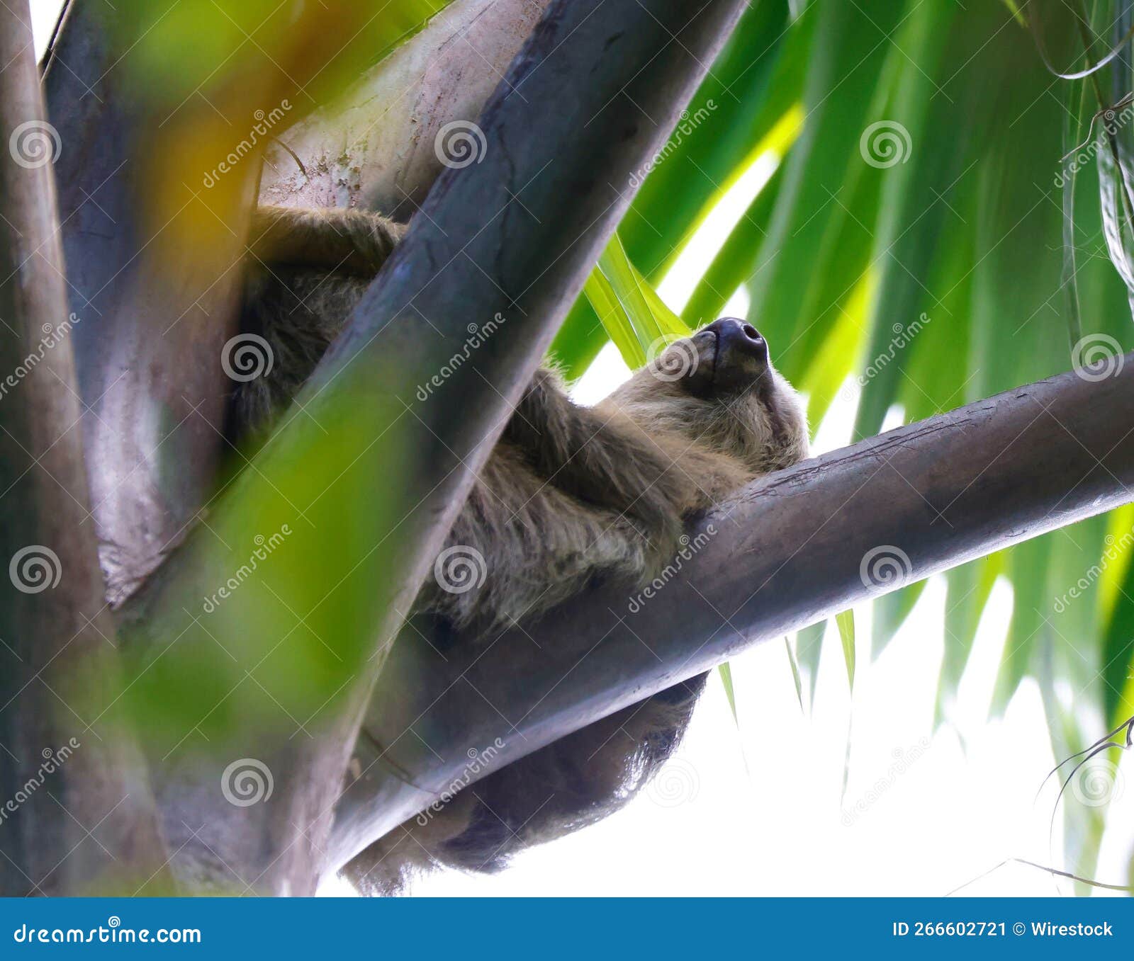 Sloth Sleeping Chilling on a Palm Tree Stock Image - Image of summer ...