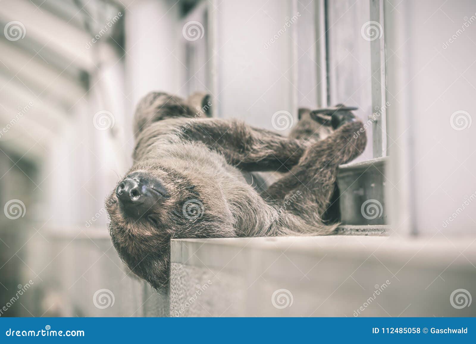 Sloth Sleeping on the Inside Wall of a Building Stock Photo - Image of ...