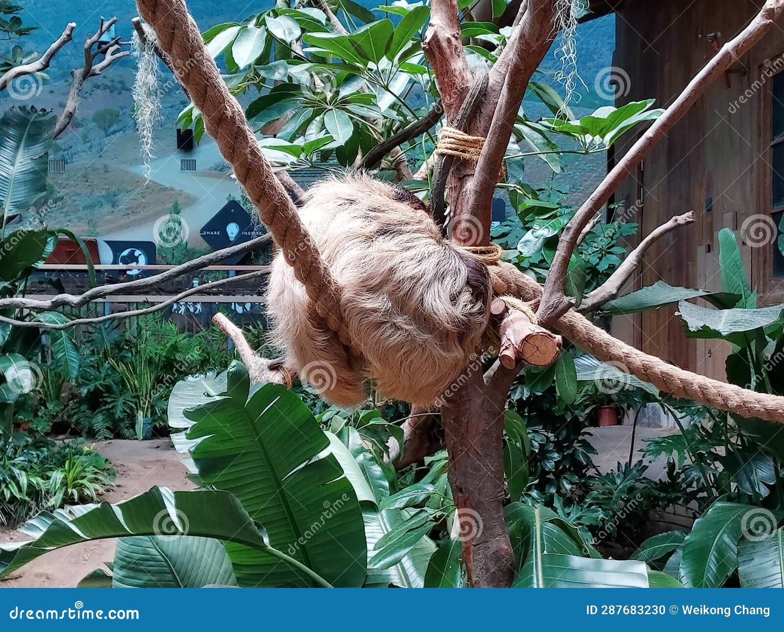 Sloth Sleeping in a Tree at Ocean Park Hong Kong on 19 August 2023 ...
